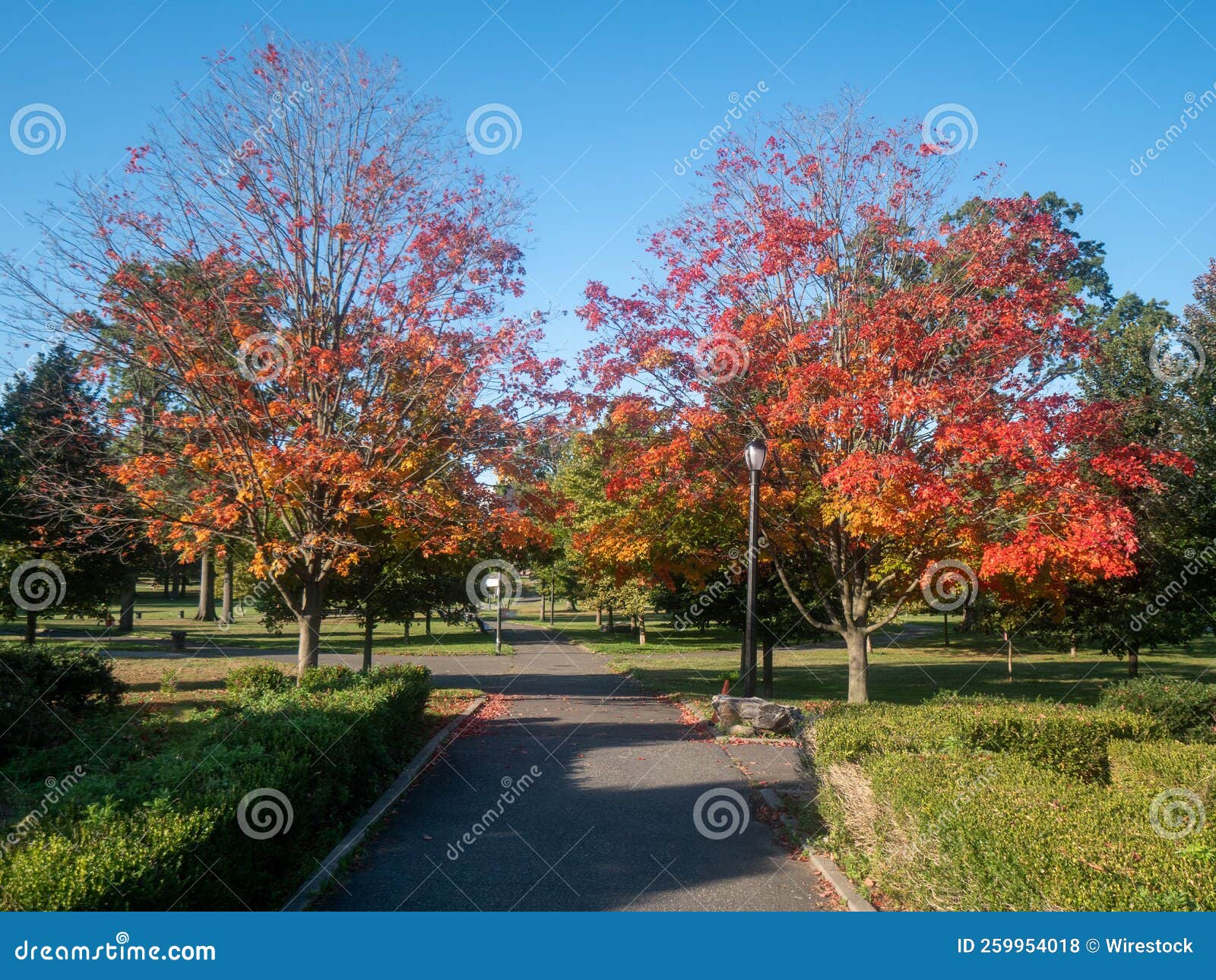 Pathway between Autumn Trees and Grass Landscapes in a Park Stock Photo ...