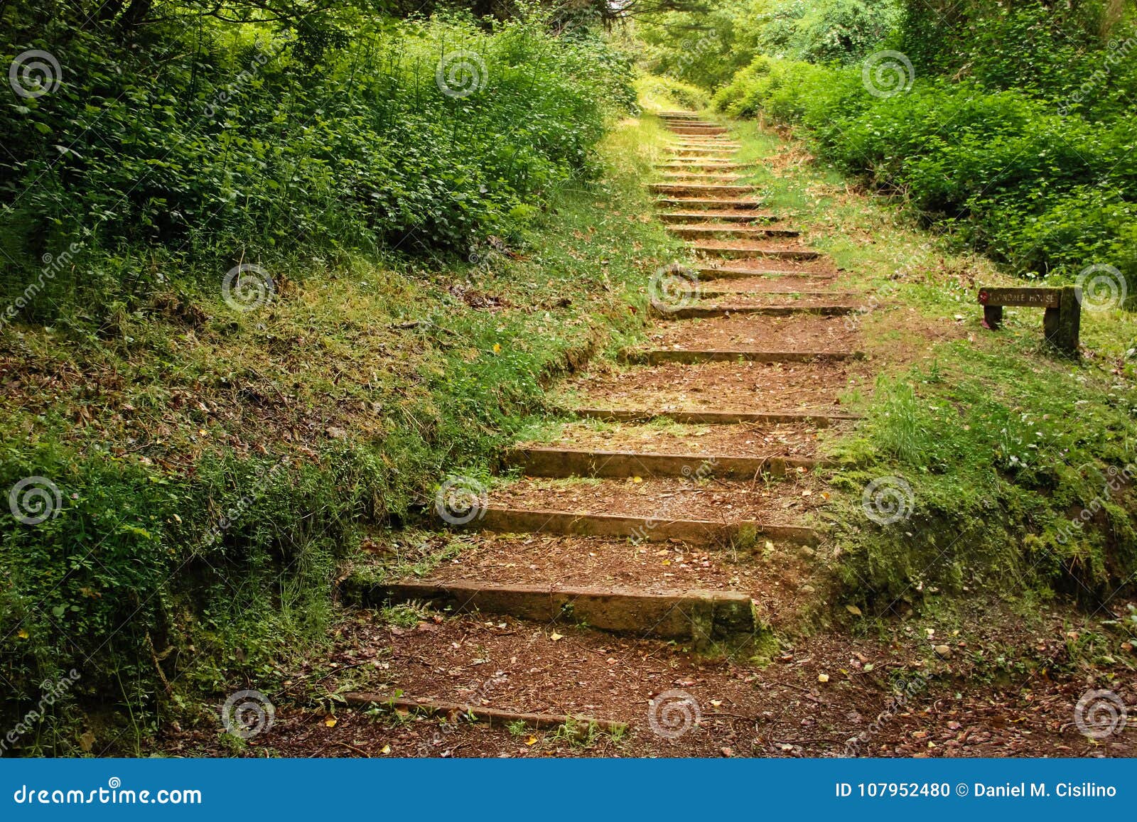 Pathway in Avondale Forest. Ireland Stock Photo - Image of color ...