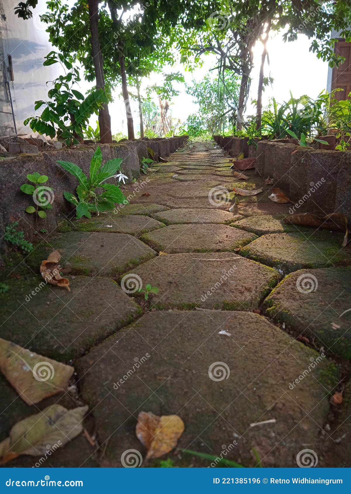 Pathway in the backyard stock photo. Image of yard, tree - 221385196