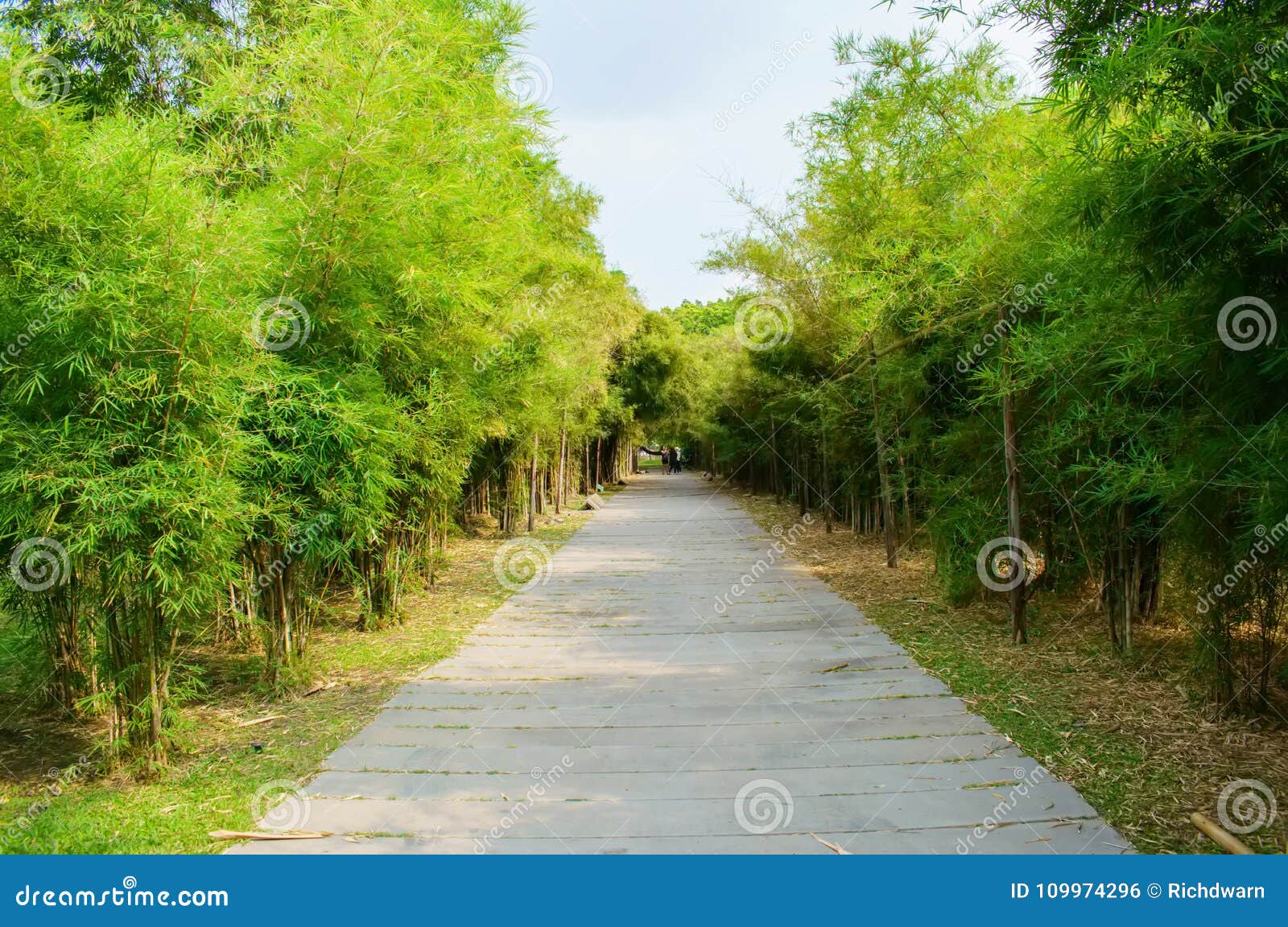 Pathway In Bamboo Japan Garden Royalty-Free Stock Photo | CartoonDealer ...
