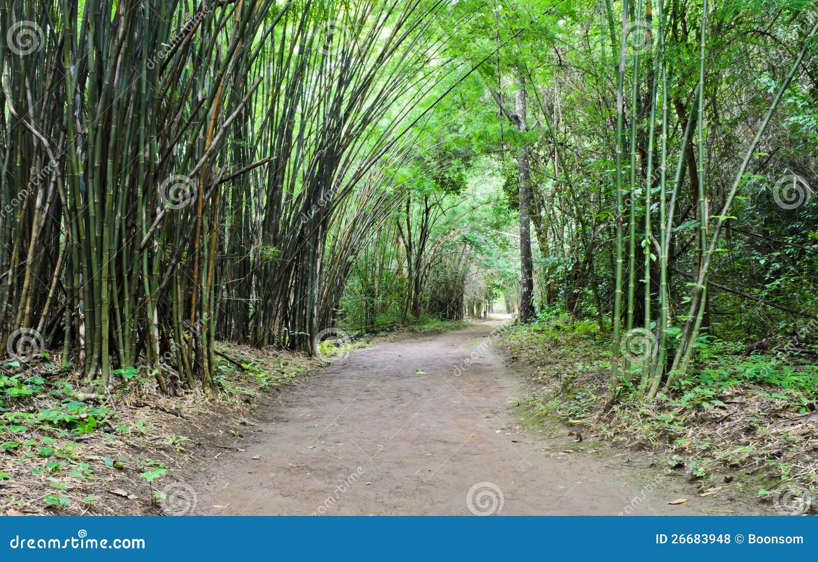 Pathway in bamboo forest stock photo. Image of leaf, rainforest - 26683948