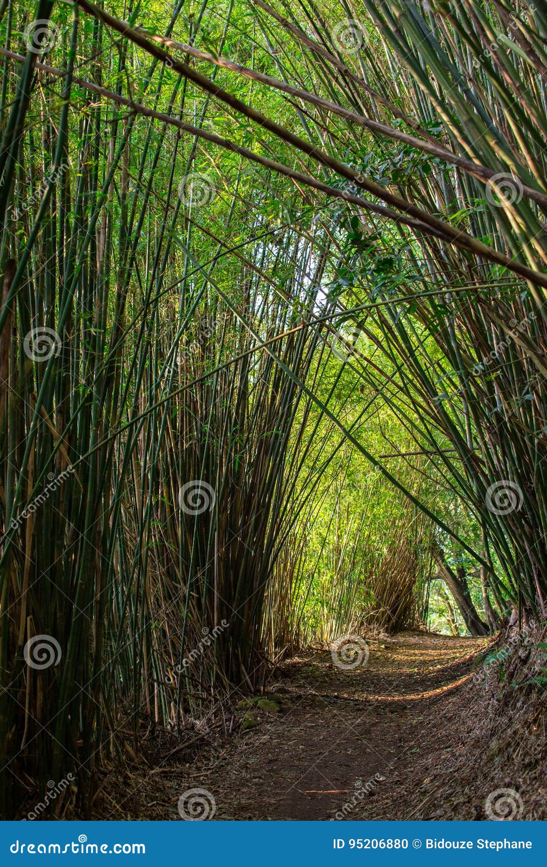 Pathway in bamboo forest stock photo. Image of travel - 95206880