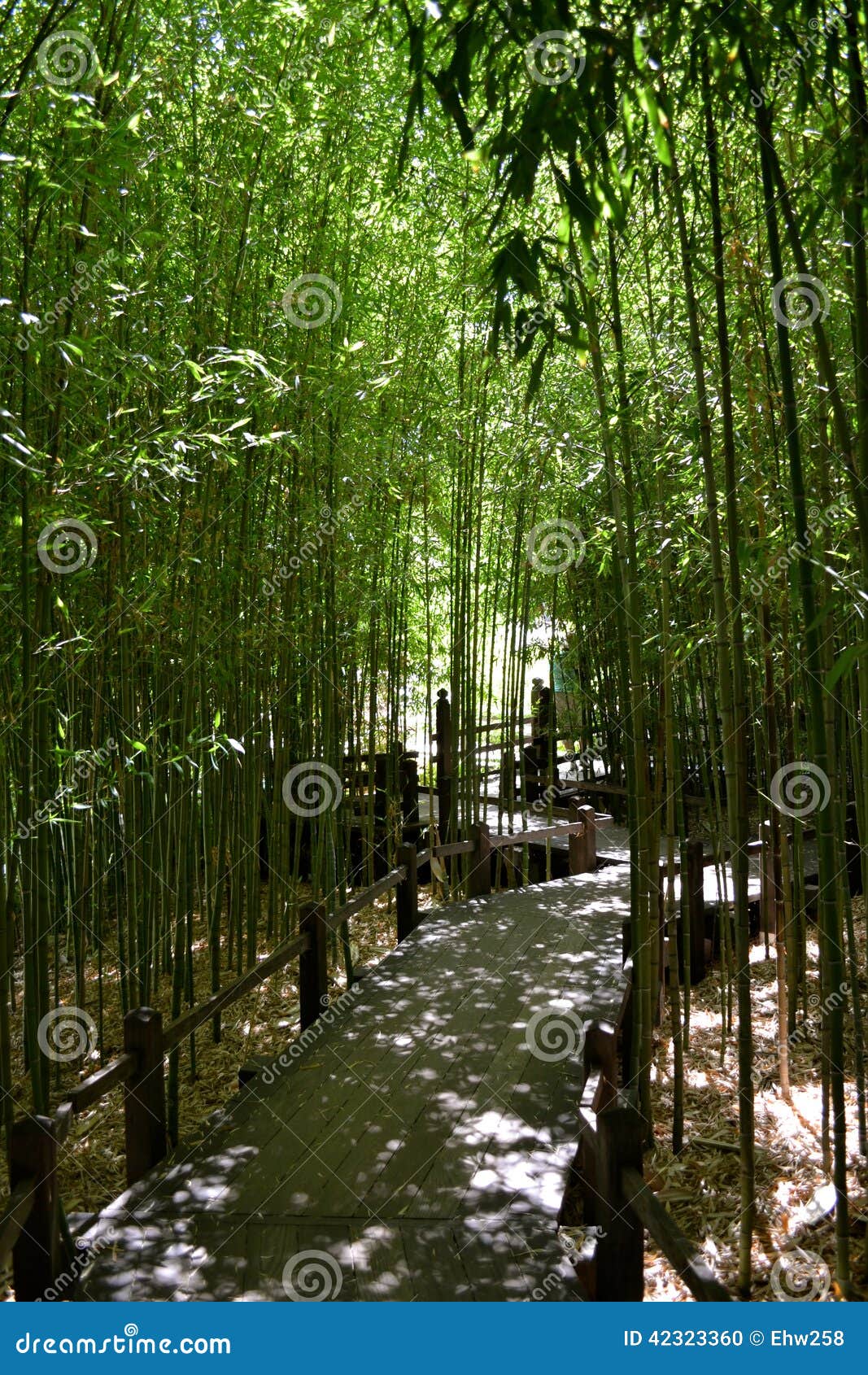 Pathway through Bamboo Forest Stock Photo - Image of forest, tropical ...