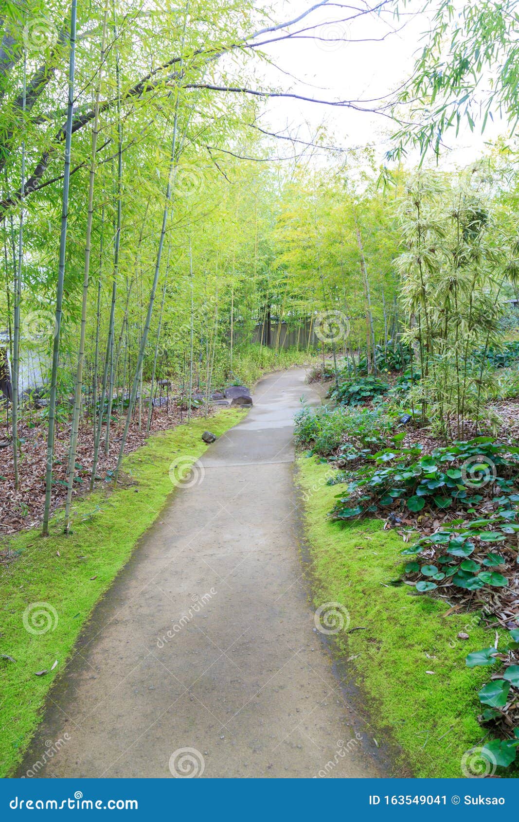 Pathway in Bamboo Japan Garden Stock Image - Image of leaves, bamboo ...