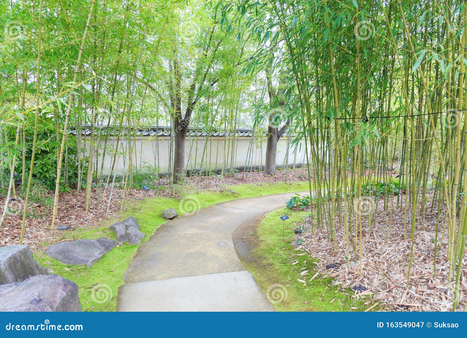 Pathway in Bamboo Japan Garden Stock Image - Image of footpath ...