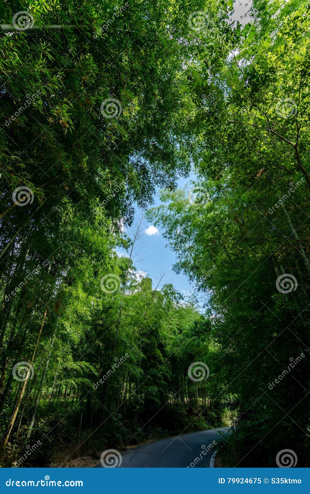 Pathway through Bamboo Woods, Kyoto Japan Stock Image - Image of woods ...
