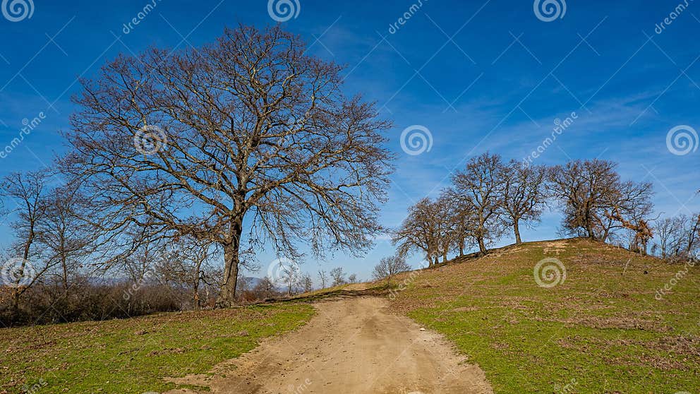 Pathway through bare trees stock image. Image of hill - 307456515
