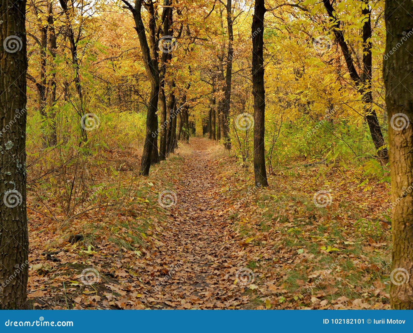 Pathway through the Beautiful Autumn Forest. Autumn Landscape. Stock ...