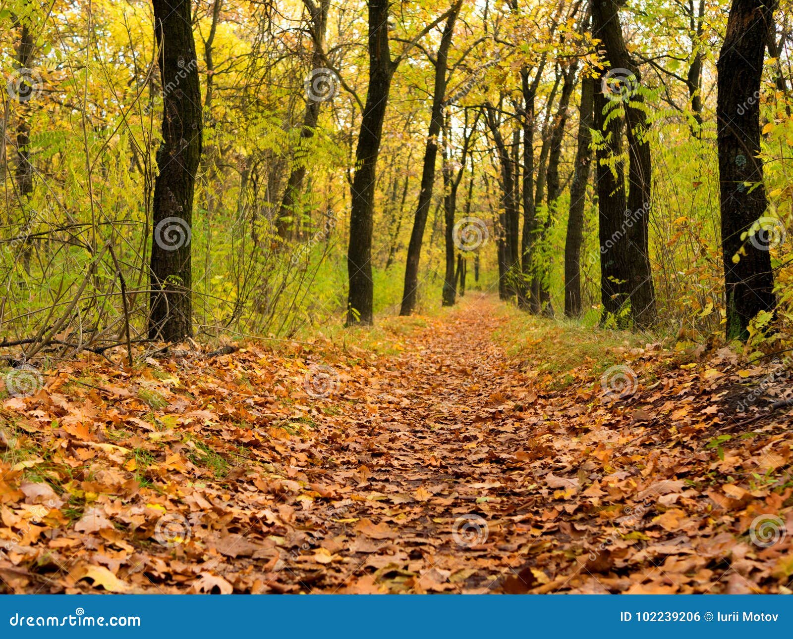 Pathway through the Beautiful Autumn Forest. Autumn Landscape. Stock ...