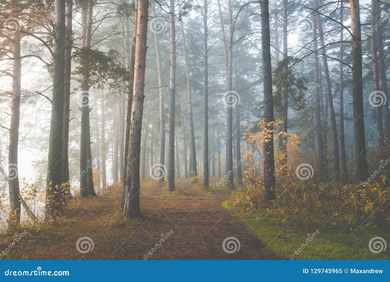 Pathway through Beautiful Forest Stock Image - Image of growth, forest ...