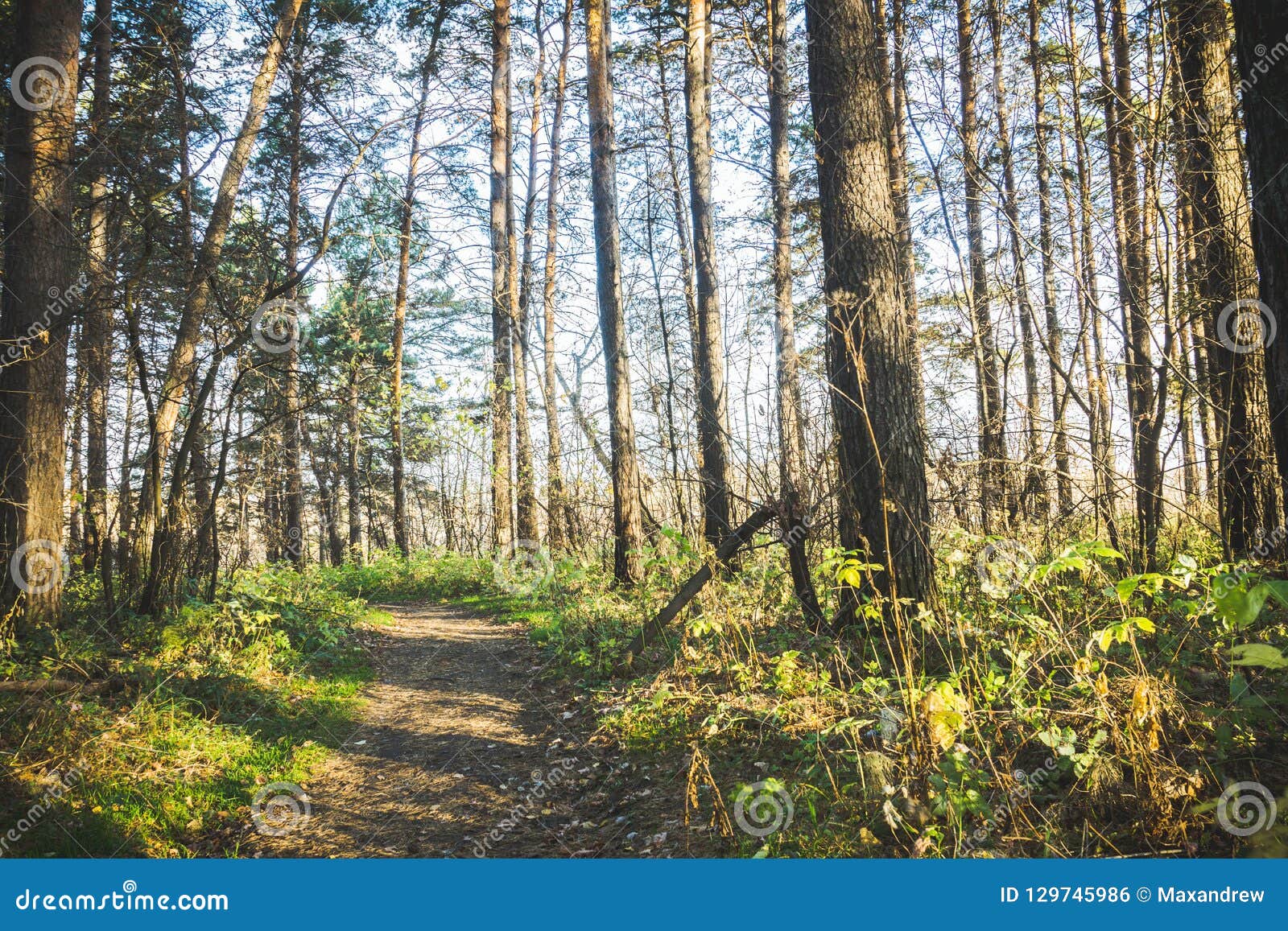 Pathway through Beautiful Forest Stock Photo - Image of sunbeams, rays ...