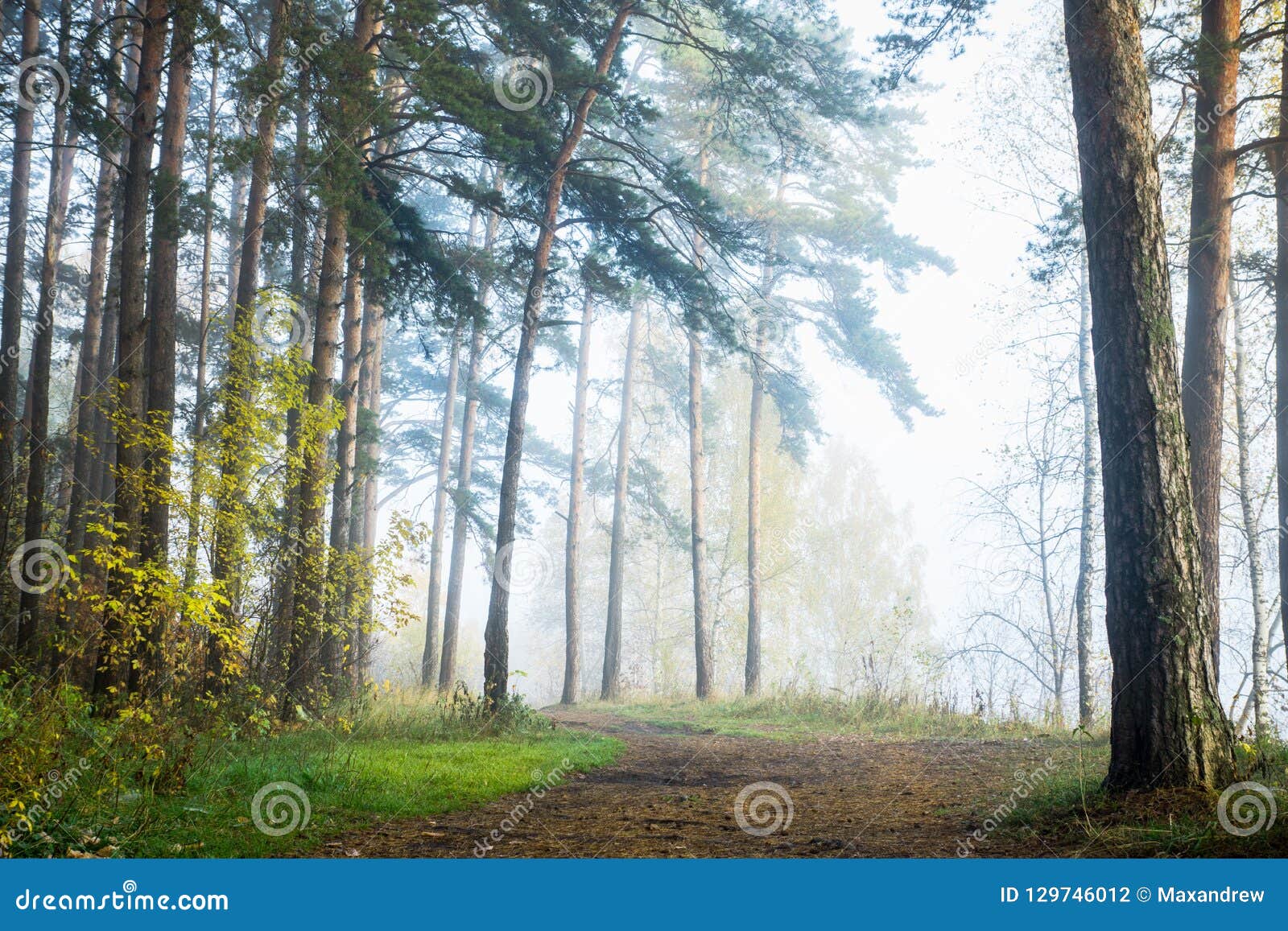 Pathway through Beautiful Forest Stock Photo - Image of growth, morning ...