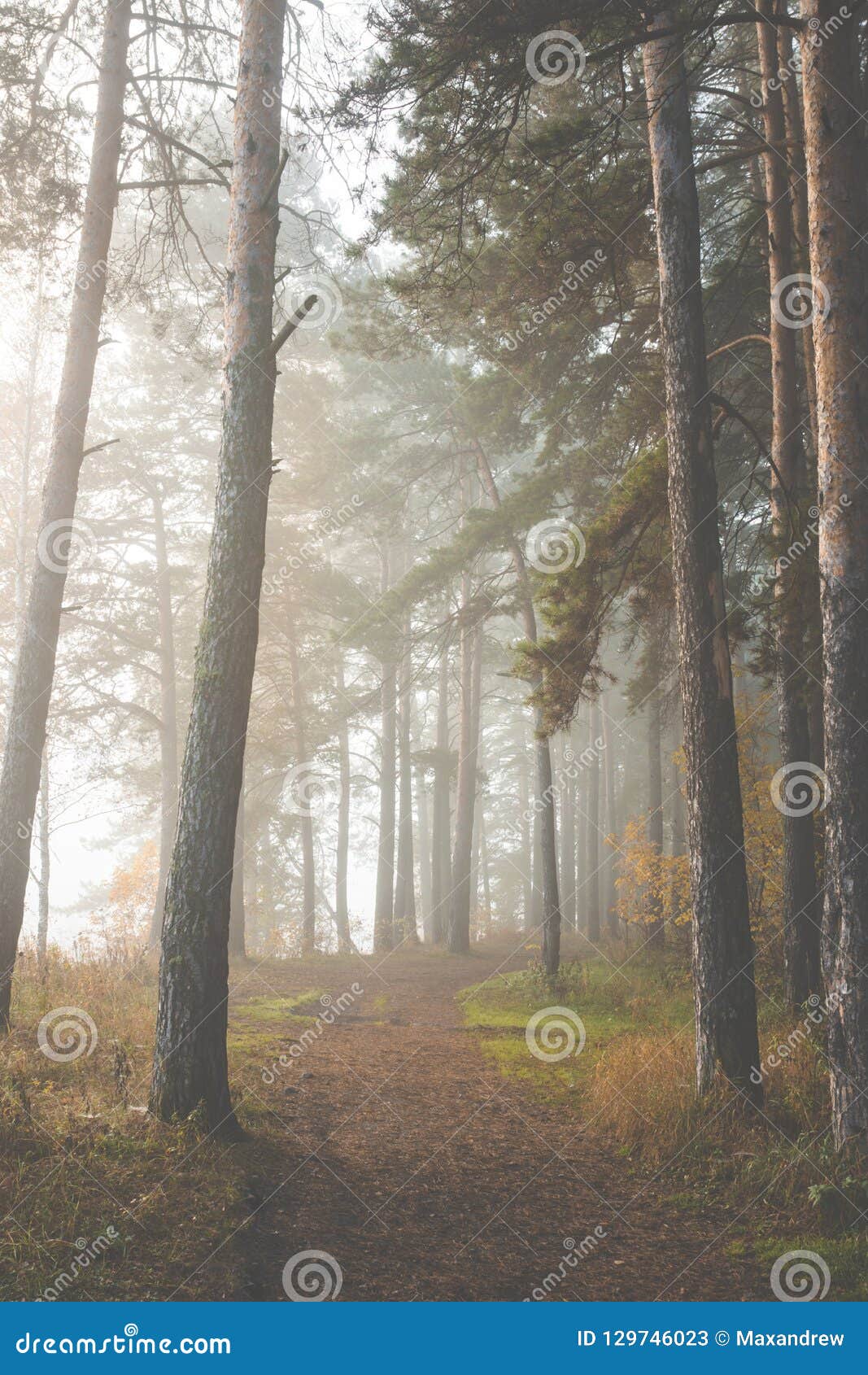 Pathway through Beautiful Forest Stock Image - Image of dark, green ...