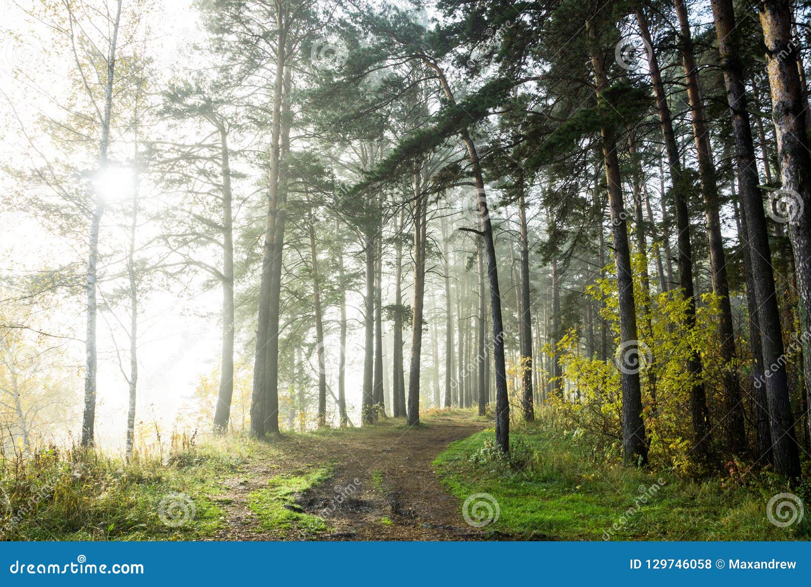 Pathway through Beautiful Forest Stock Photo - Image of tranquil ...