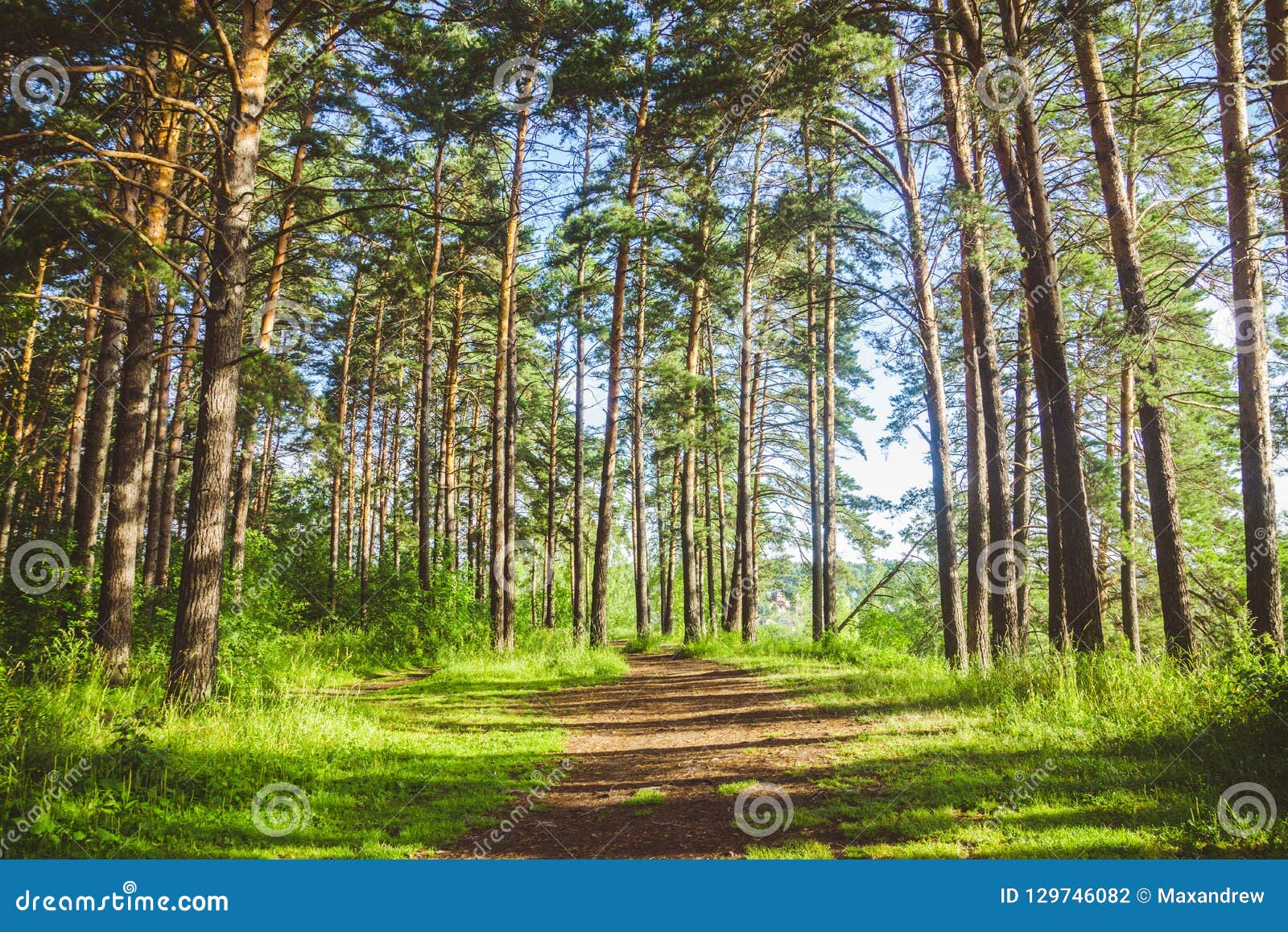 Pathway through Beautiful Forest Stock Photo - Image of pathway, nature ...