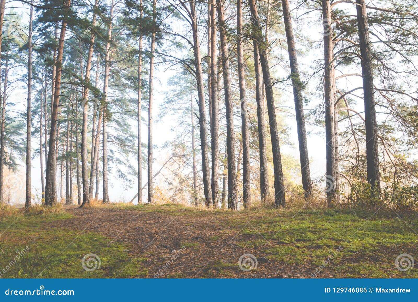 Pathway through Beautiful Forest Stock Photo - Image of dark, green ...