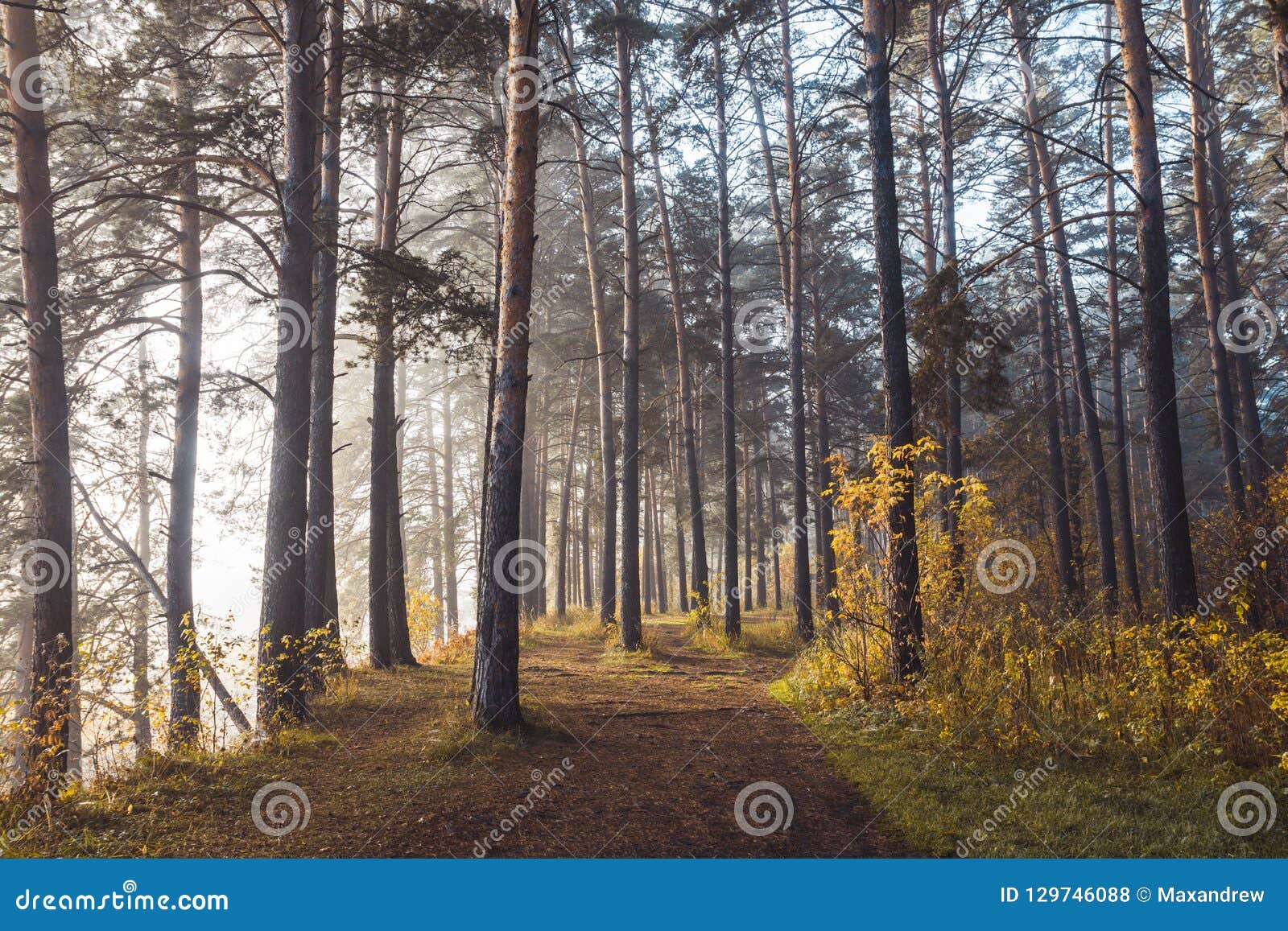Pathway through Beautiful Forest Stock Photo - Image of nature, morning ...