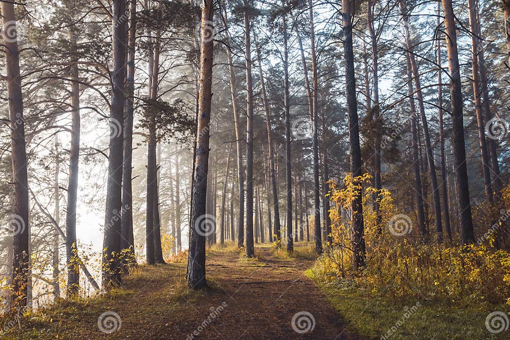 Pathway through Beautiful Forest Stock Photo - Image of nature, morning ...