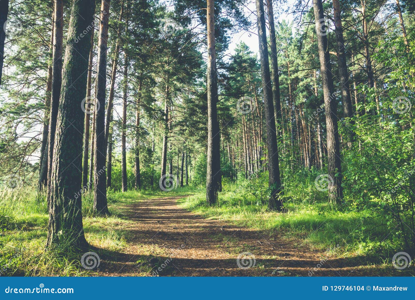 Pathway through Beautiful Forest Stock Photo - Image of forest, growth ...