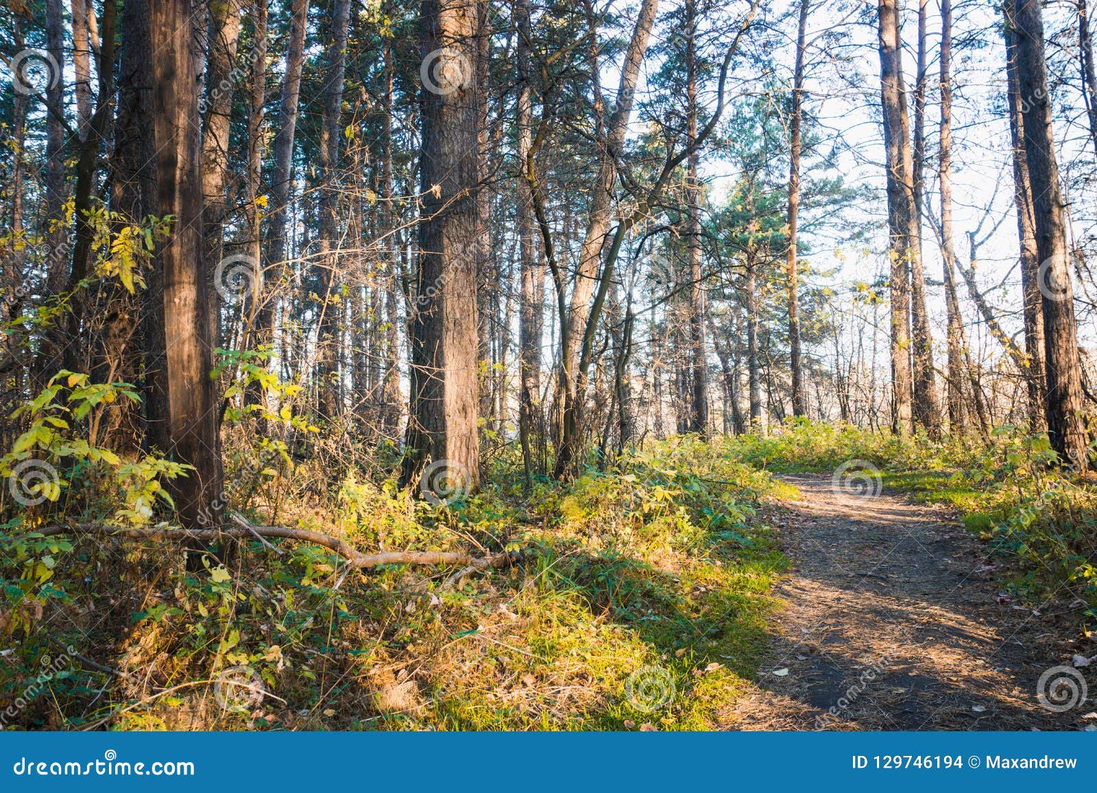 Pathway through Beautiful Forest Stock Photo - Image of plant, flora ...