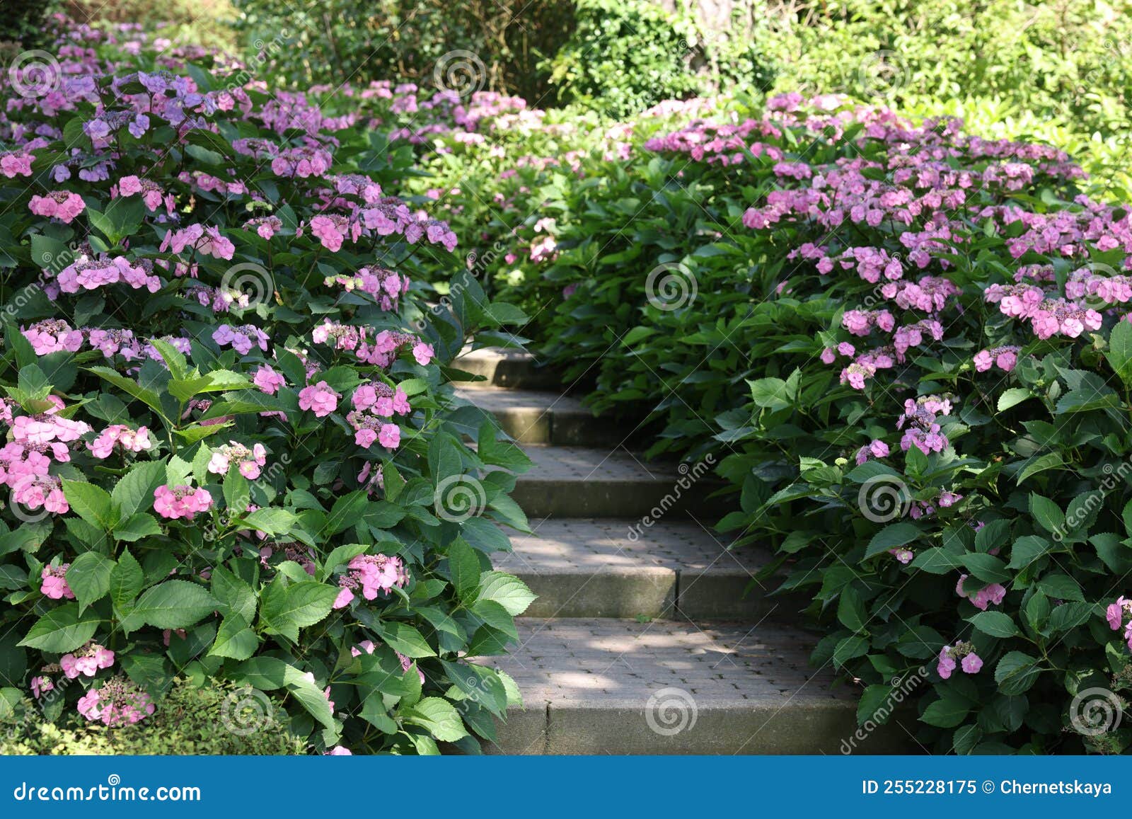 Pathway among Beautiful Hydrangea Shrubs with Violet Flowers Outdoors ...