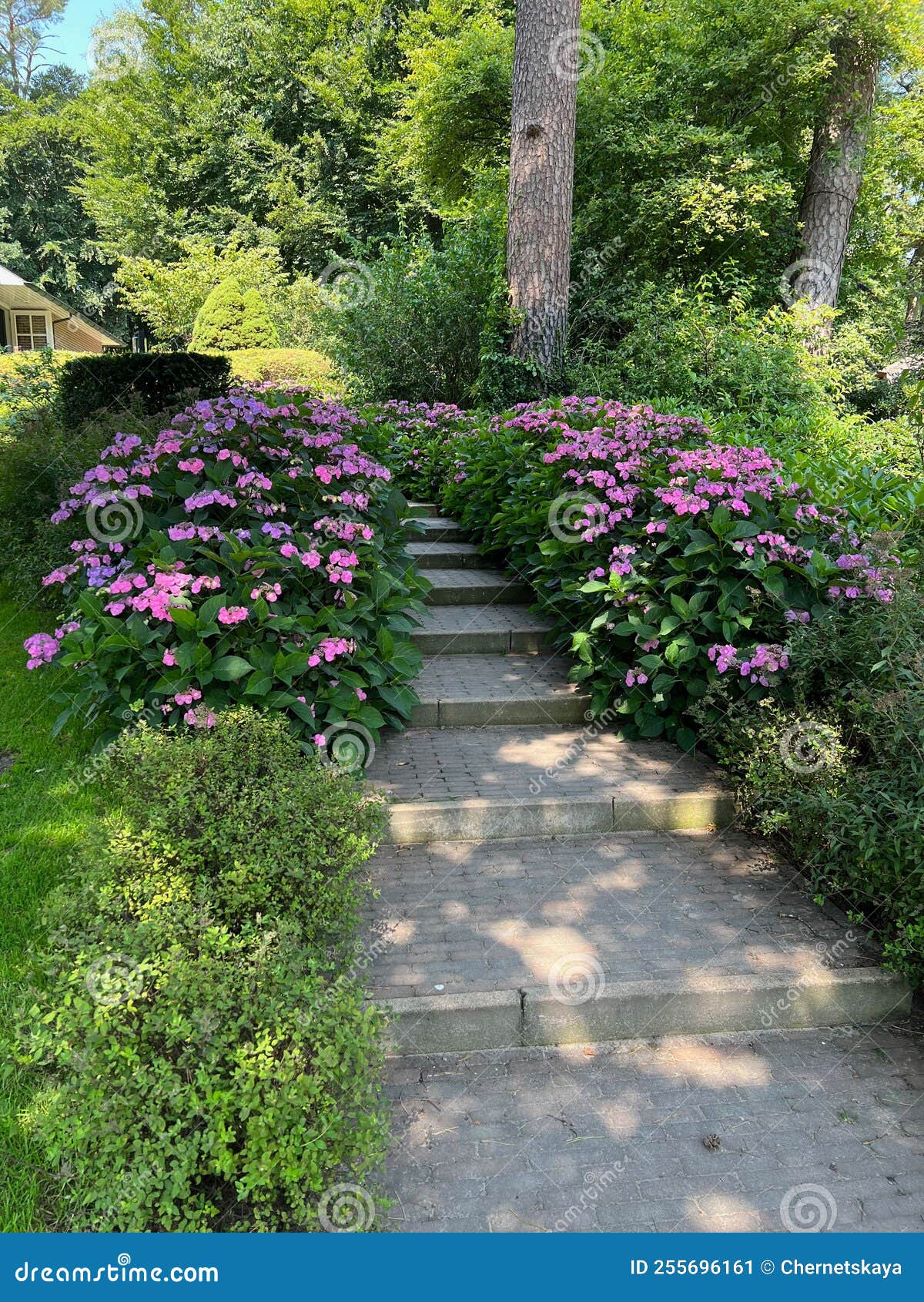 Pathway among Beautiful Hydrangea Shrubs with Violet Flowers Outdoors ...