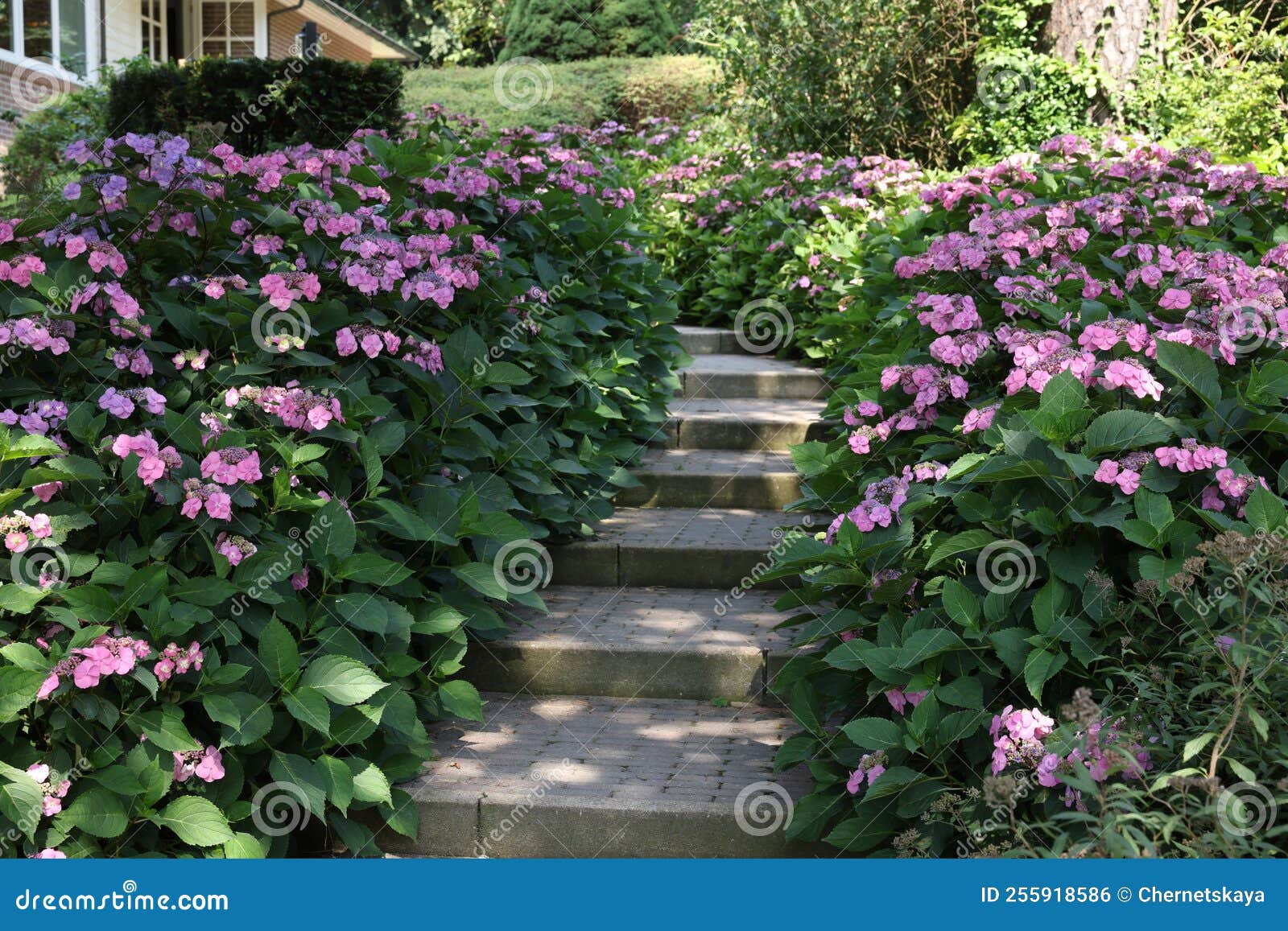 Pathway among Beautiful Hydrangea Shrubs with Violet Flowers Outdoors ...