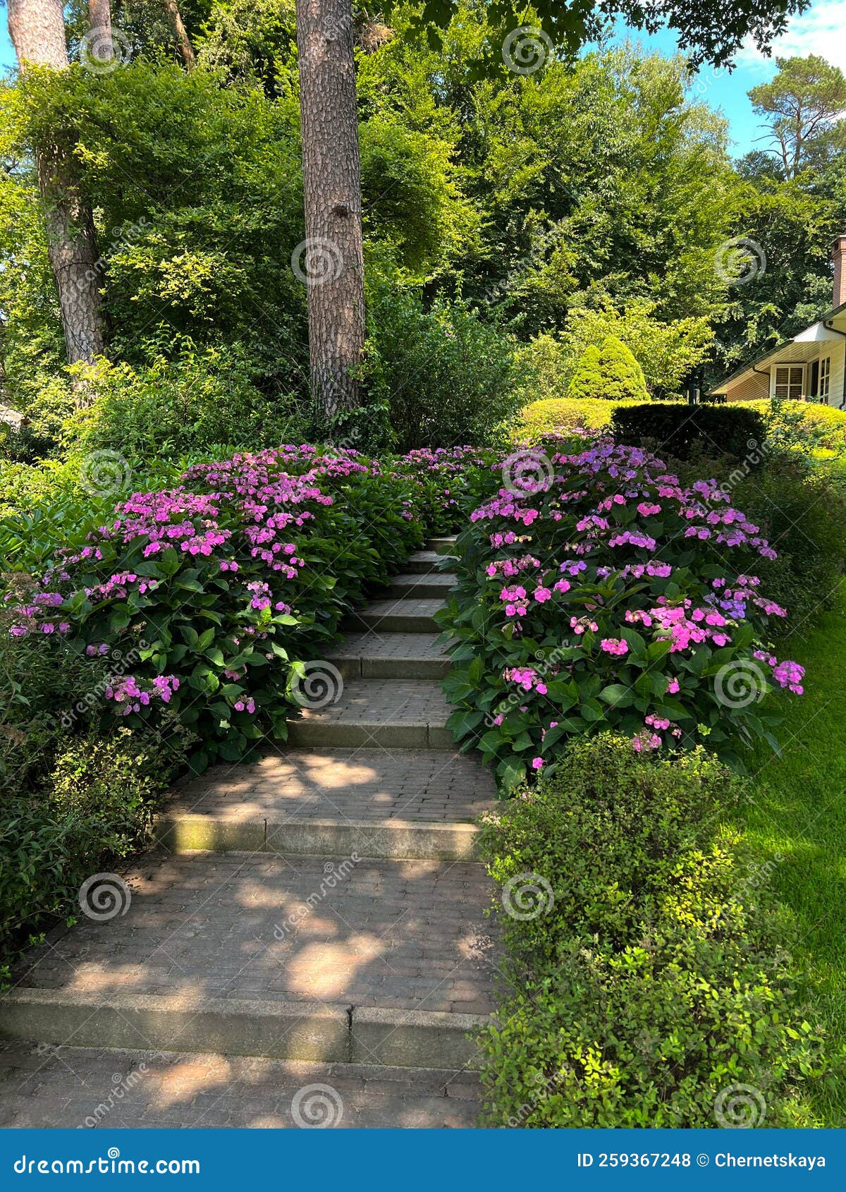 Pathway among Beautiful Hydrangea Shrubs with Violet Flowers Outdoors ...