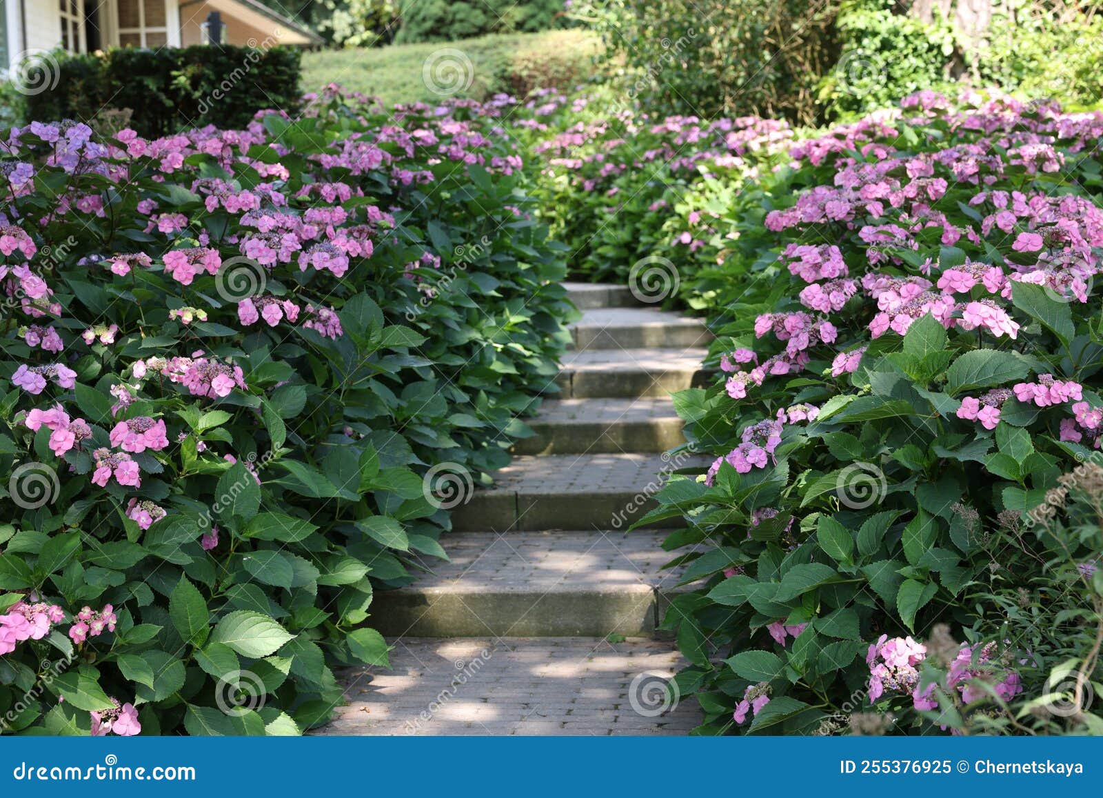 Pathway among Beautiful Hydrangea Shrubs with Violet Flowers Outdoors ...