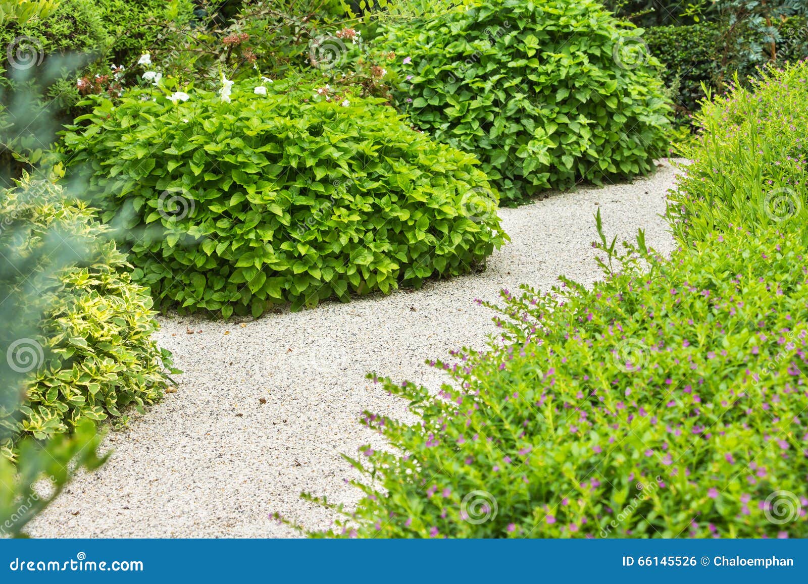 Pathway with Beautiful Lush Bushes. Stock Photo - Image of landscape ...