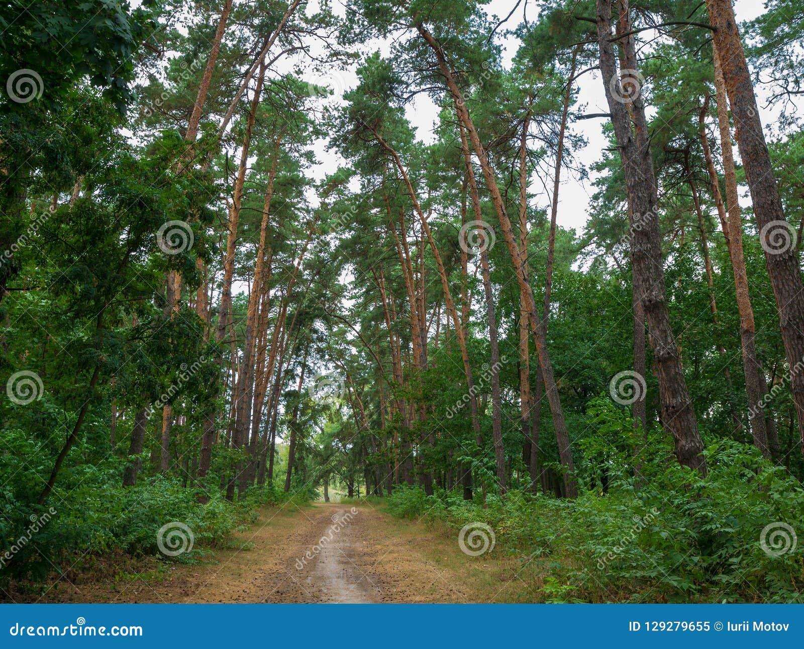 Pathway through the Beautiful Pine Forest. Road in the Pine Forest ...