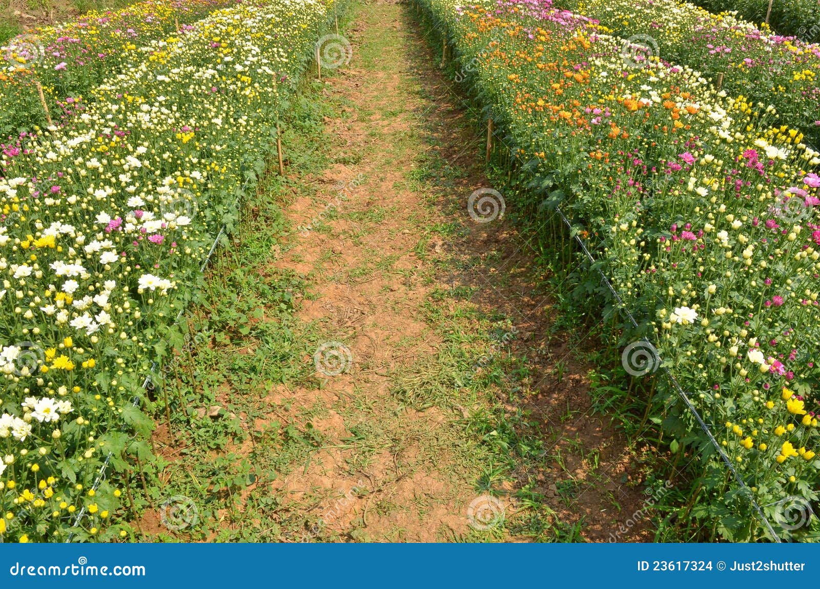 Pathway in Beautiful Spring Flowers Stock Photo - Image of floral ...