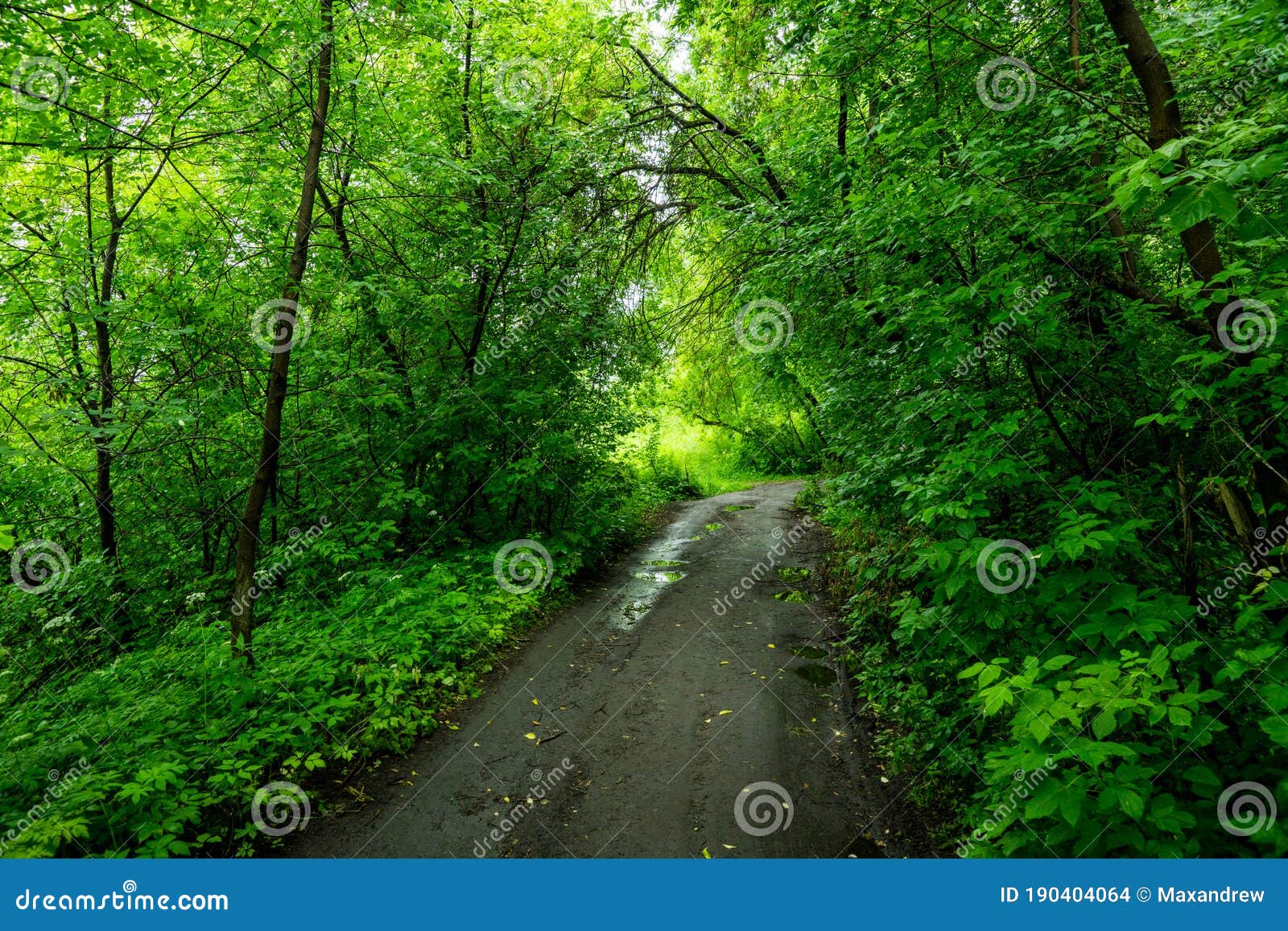 Pathway through Beautiful Summer Forest Stock Photo - Image of ...
