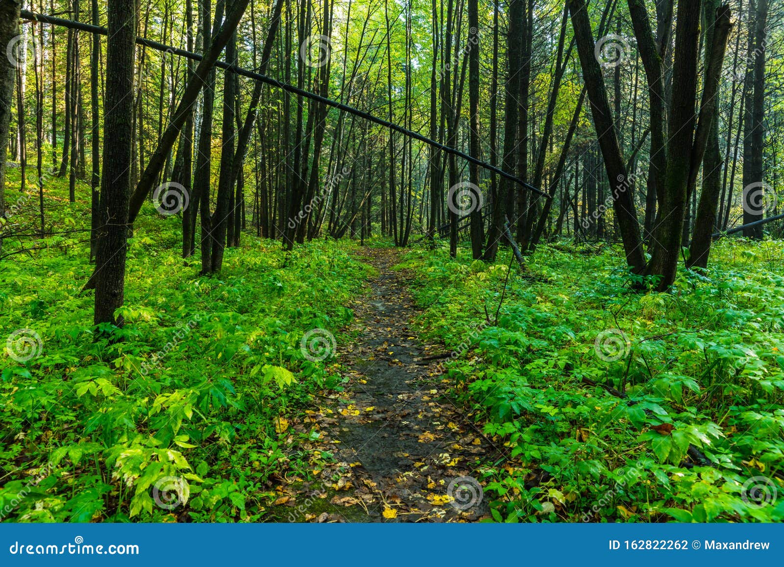 Pathway through Beautiful Summer Forest Stock Photo - Image of ...