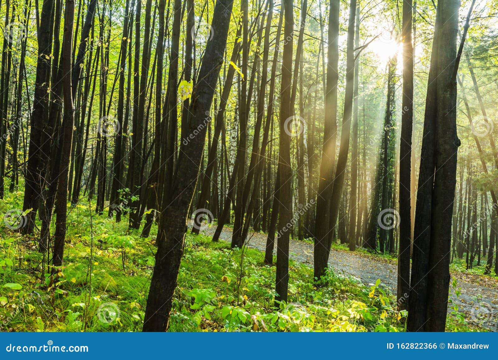 Pathway through Beautiful Summer Forest Stock Photo - Image of season ...