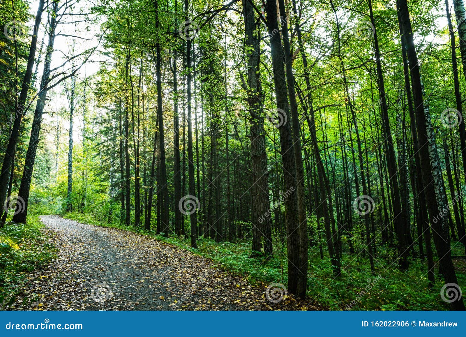 Pathway through Beautiful Summer Forest Stock Photo - Image of colorful ...