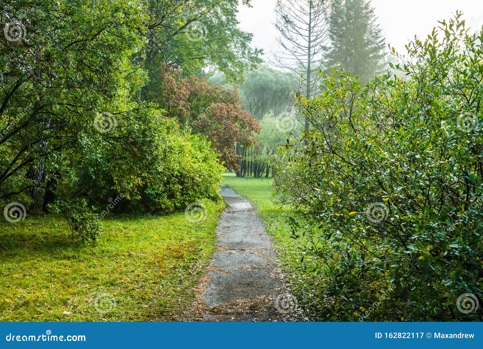 Pathway through Beautiful Summer Forest Stock Image - Image of rural ...