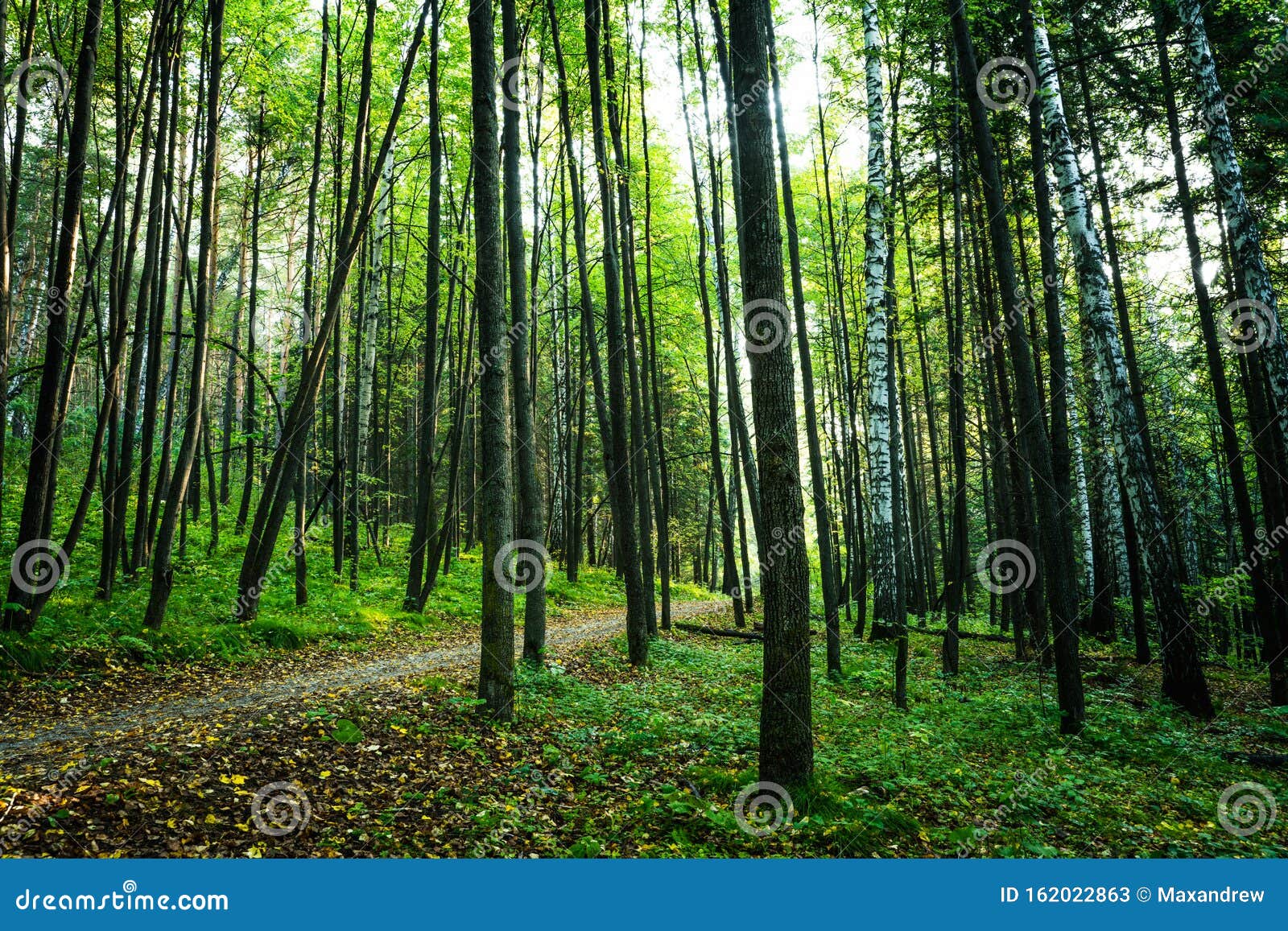Pathway through Beautiful Summer Forest Stock Image - Image of ...
