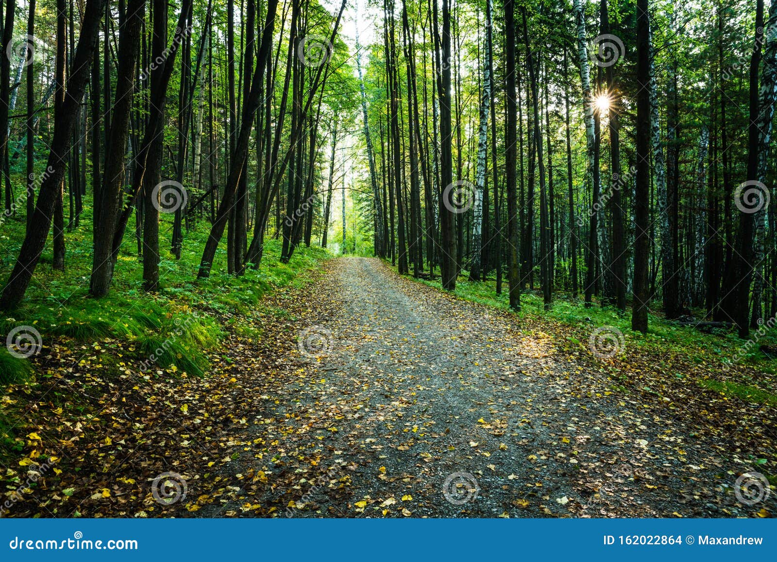 Pathway through Beautiful Summer Forest Stock Photo - Image of plant ...