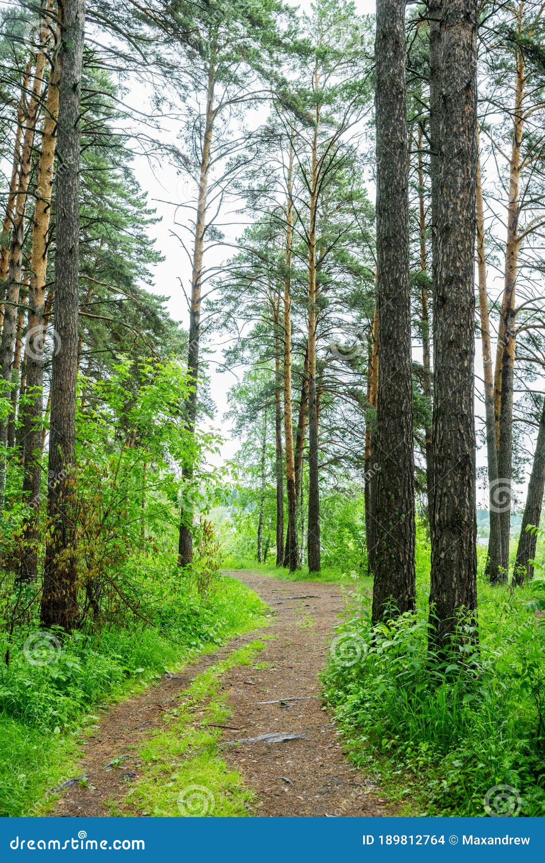 Pathway through Beautiful Summer Forest Stock Photo - Image of ...