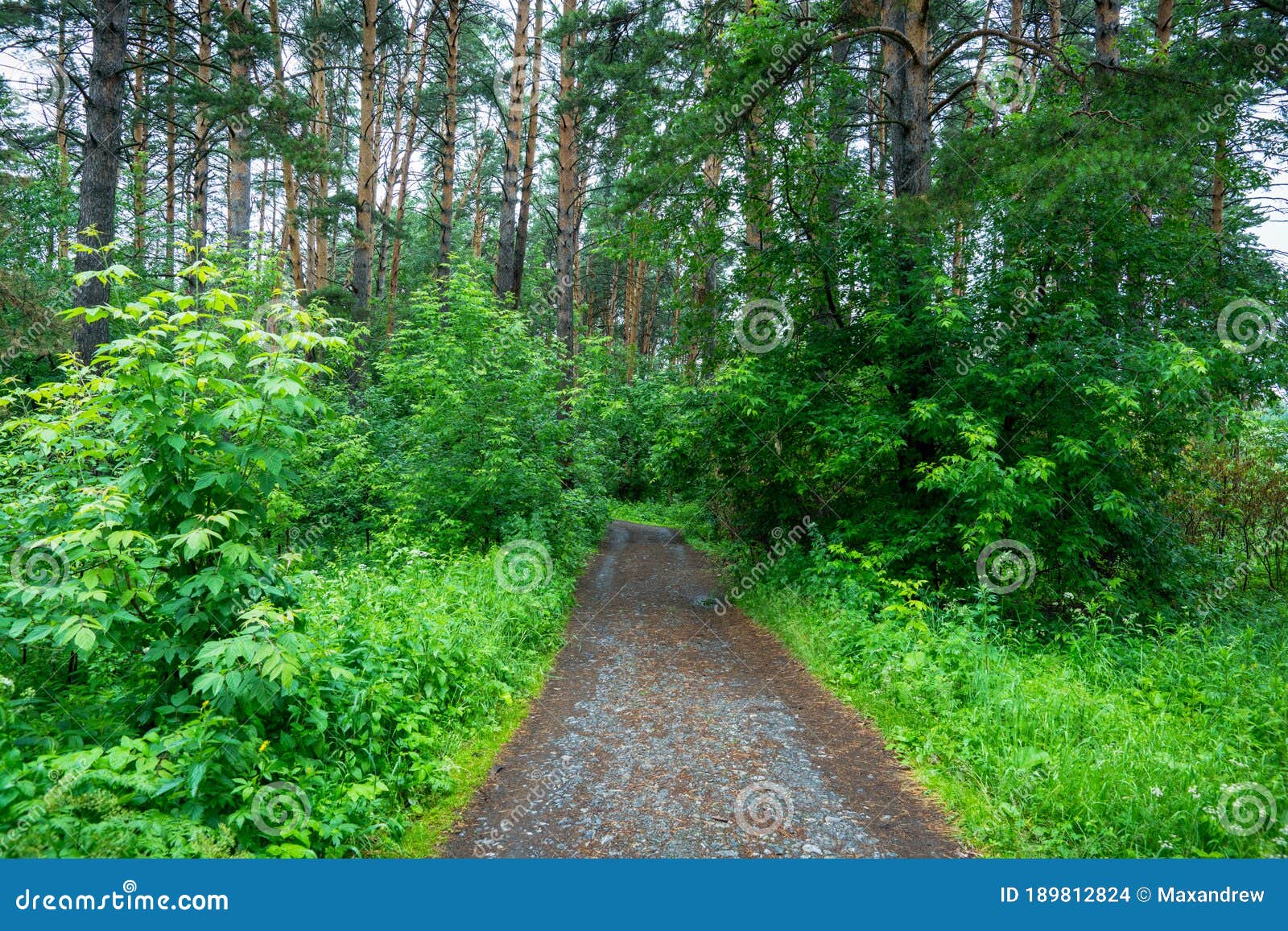 Pathway through Beautiful Summer Forest Stock Photo - Image of growth ...