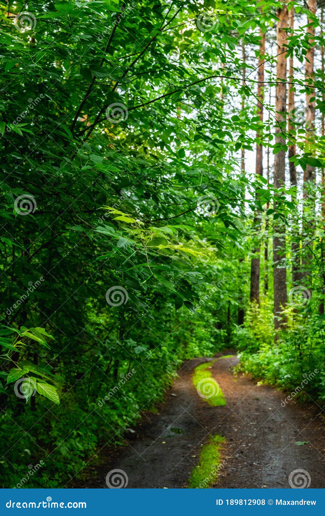 Pathway through Beautiful Summer Forest Stock Photo - Image of summer ...