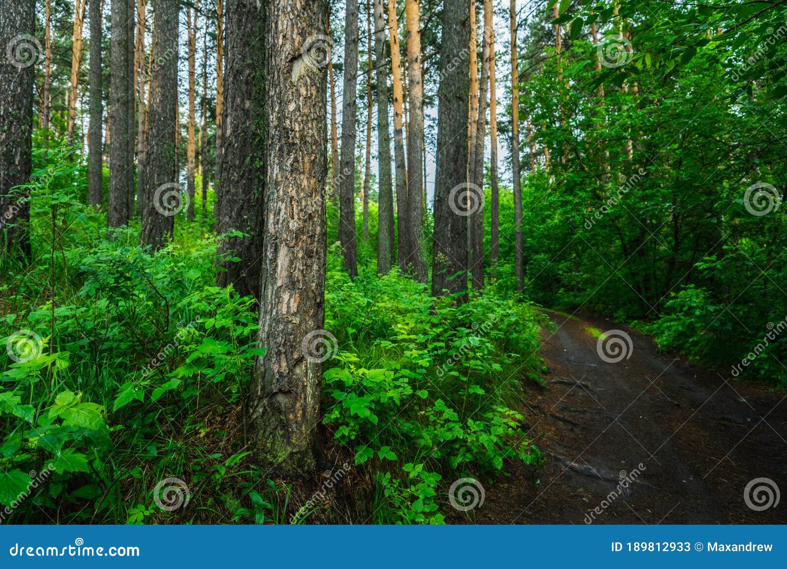Pathway through Beautiful Summer Forest Stock Image - Image of pathway ...