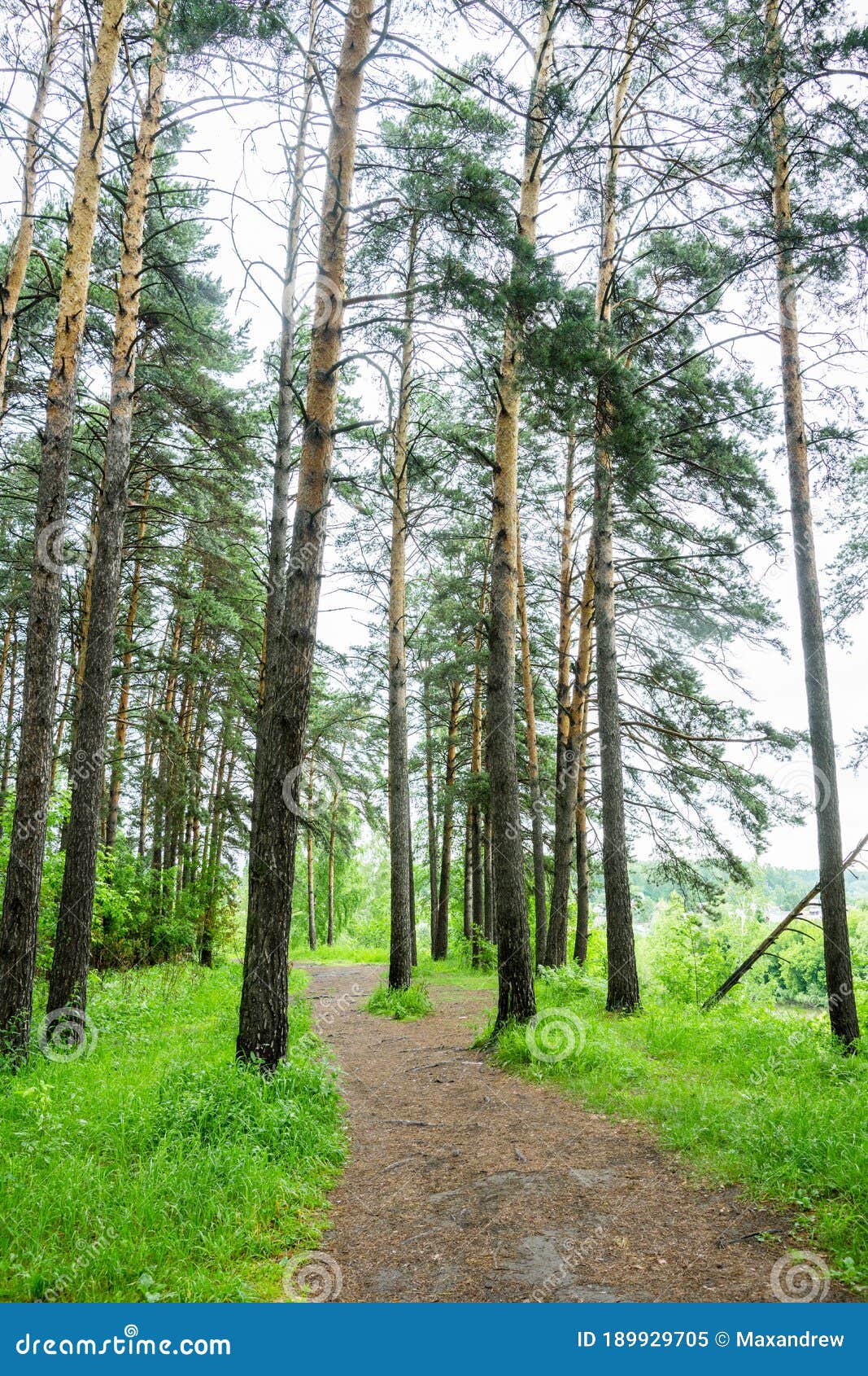 Pathway through Beautiful Summer Forest Stock Image - Image of ...