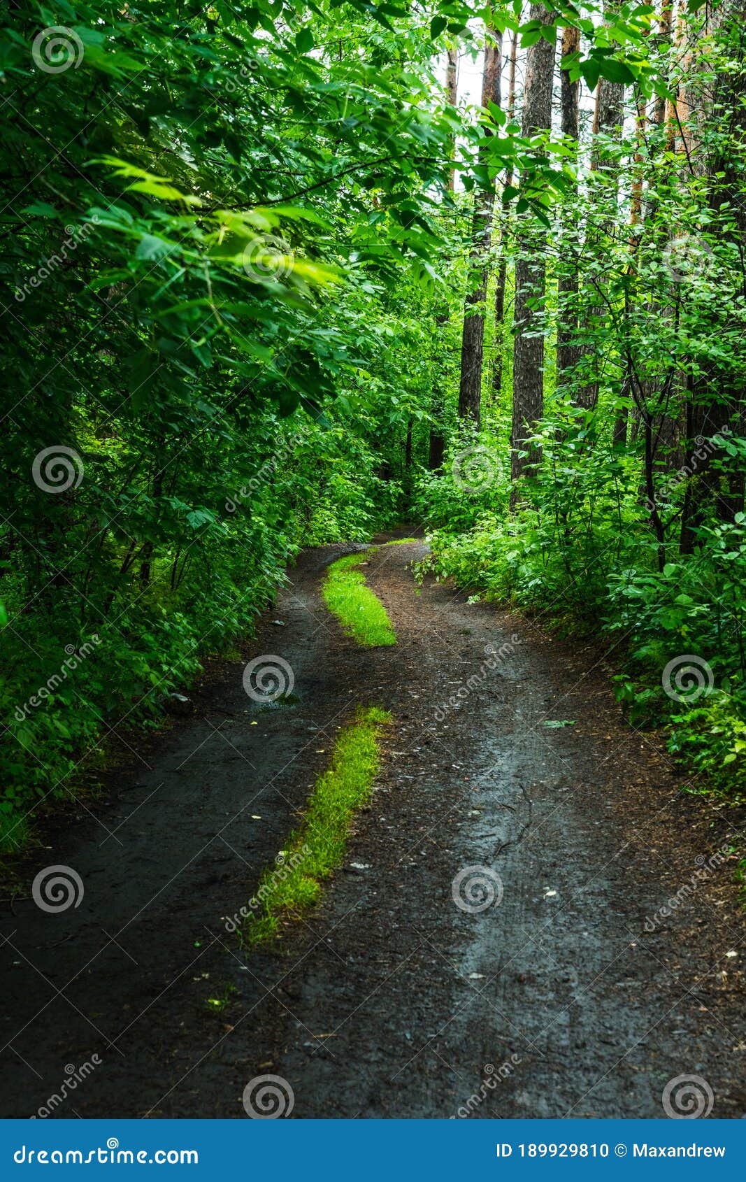 Pathway through Beautiful Summer Forest Stock Photo - Image of leaves ...