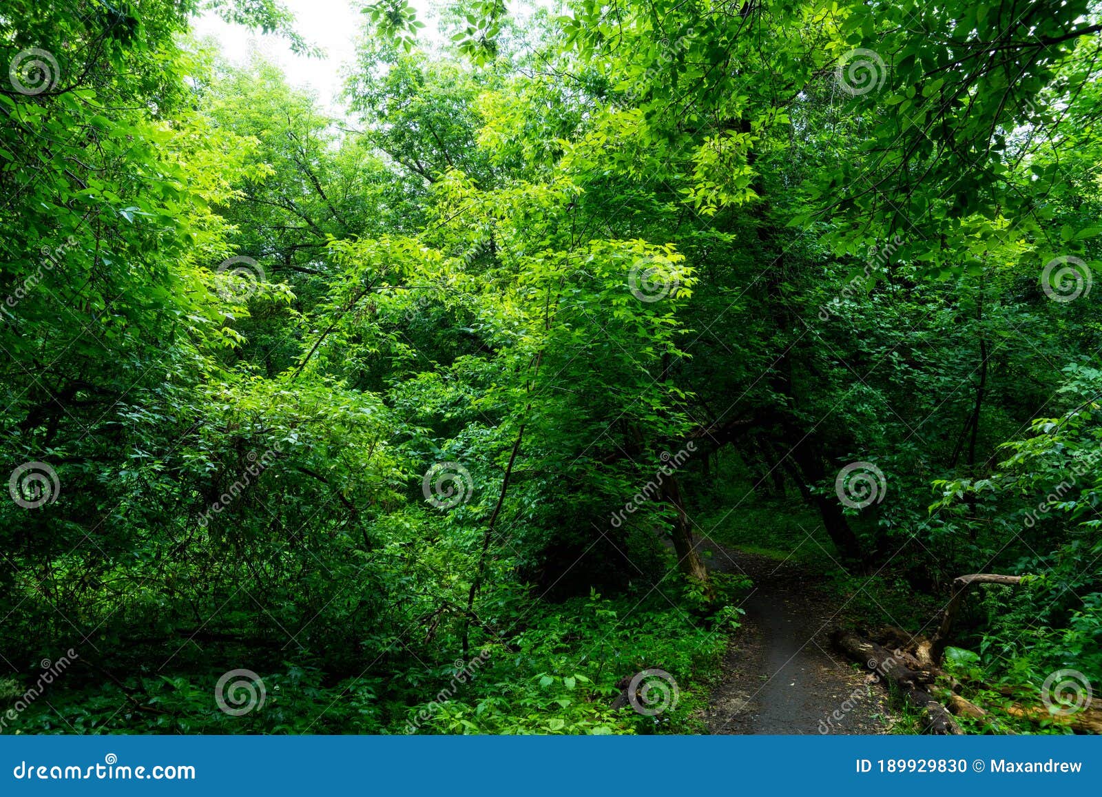 Pathway through Beautiful Summer Forest Stock Photo - Image of dark ...