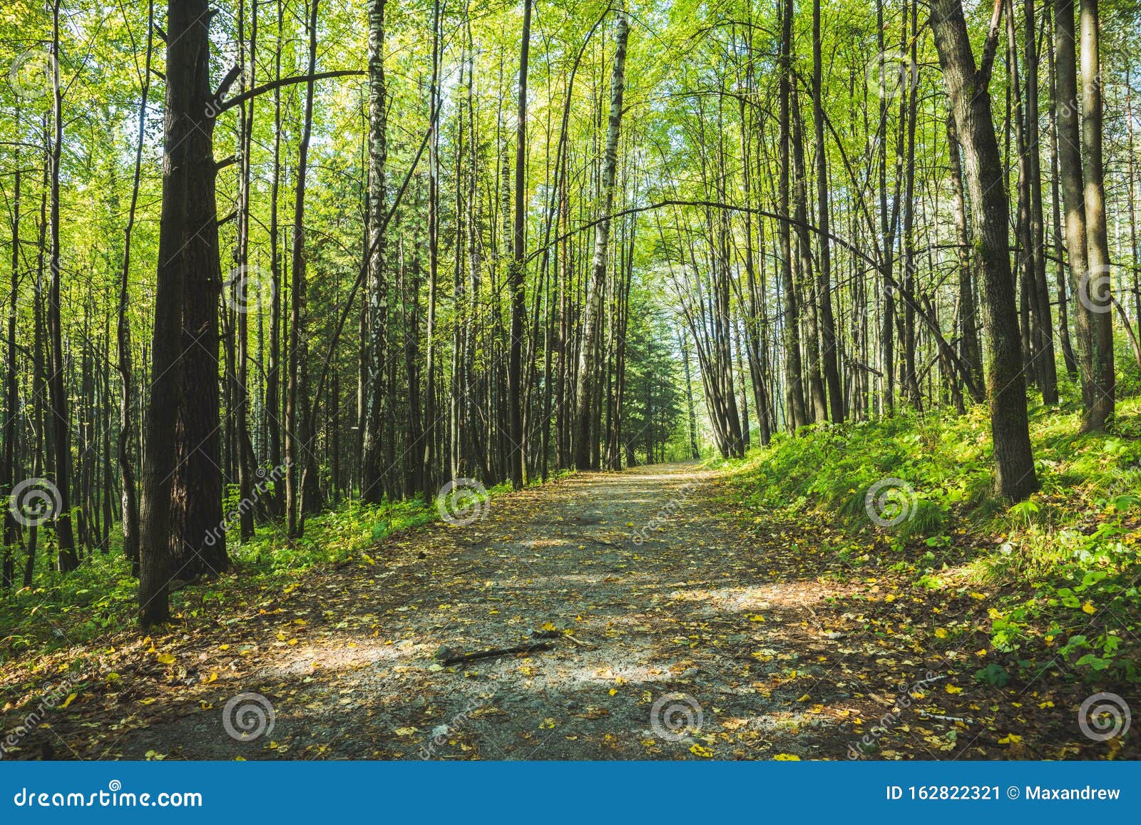 Pathway through Beautiful Summer Forest Stock Image - Image of growth ...