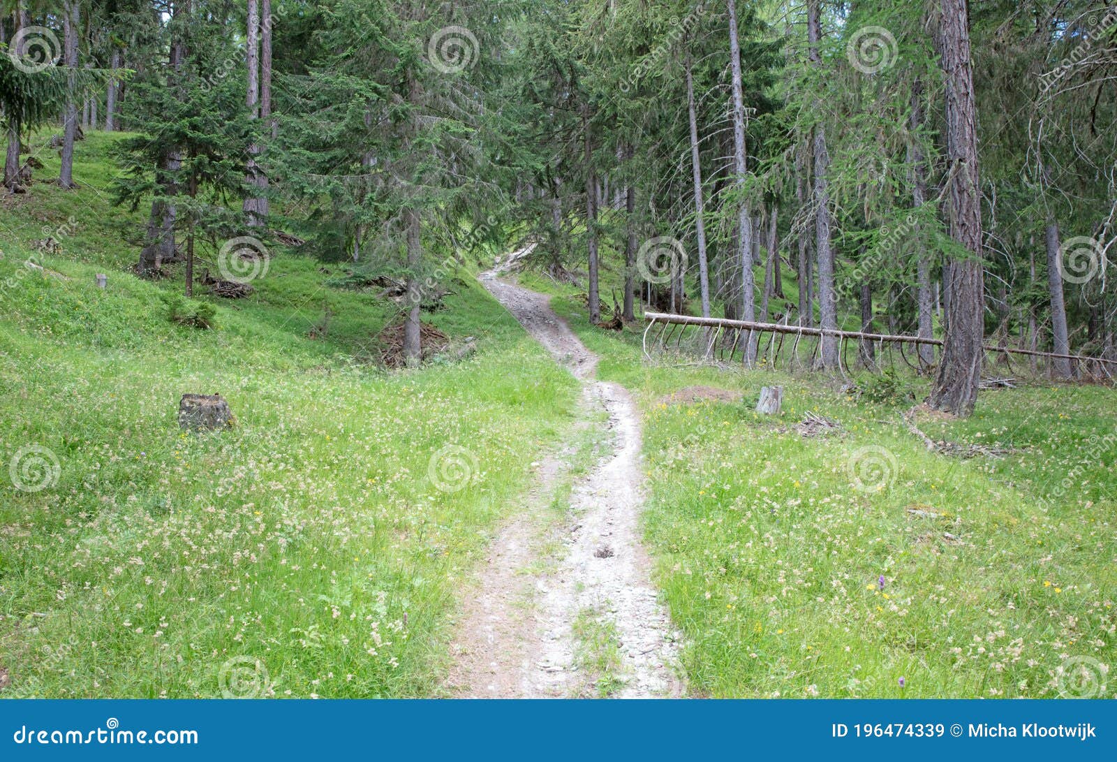Pathway through the Beautiful Summer Forest Stock Image - Image of tree ...