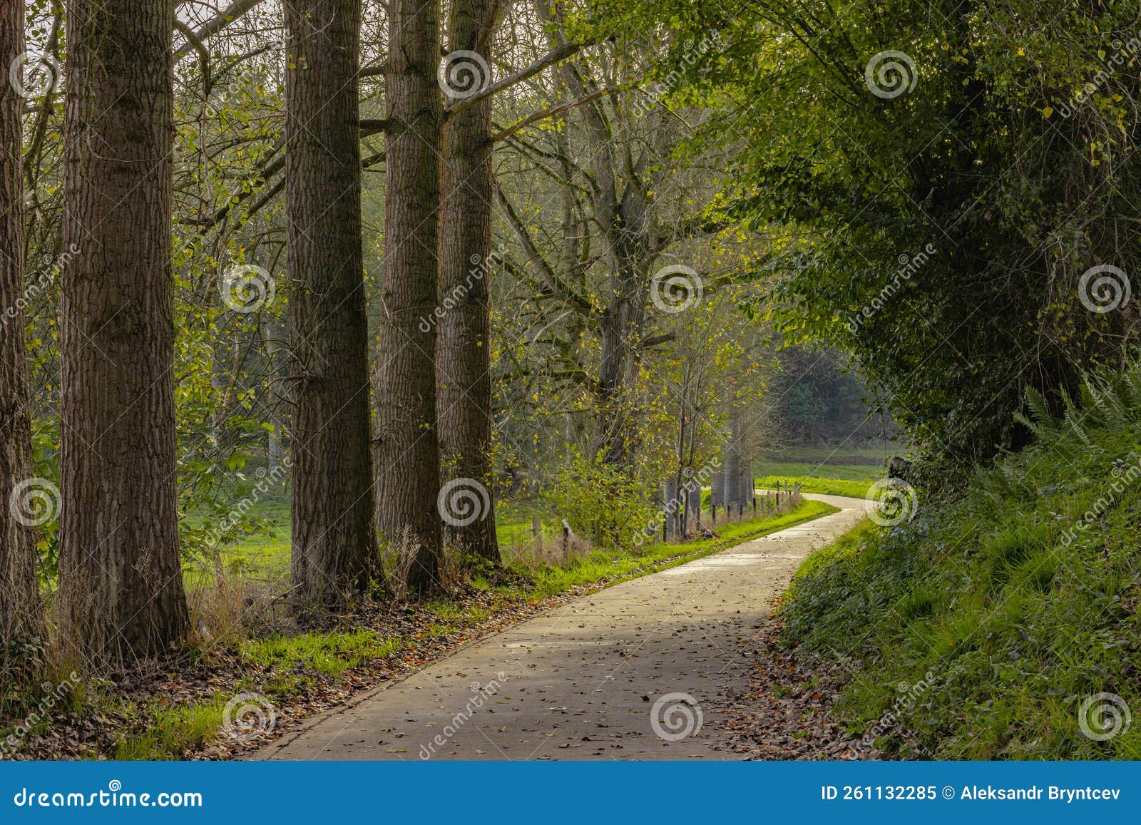 Pathway and Beautiful Trees Track in the Park Stock Image - Image of ...