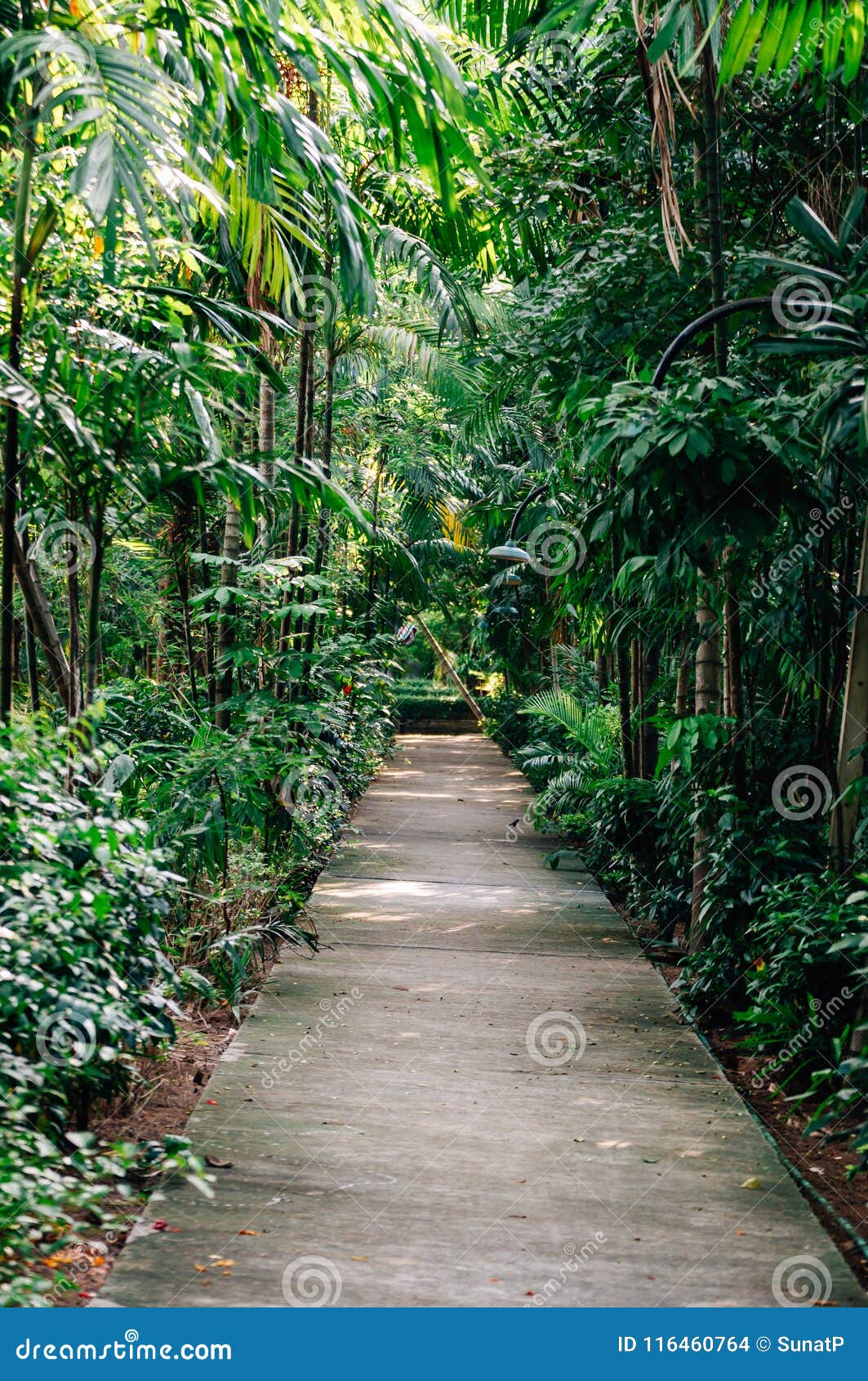 Pathway of Big Tree in the Evening Stock Photo - Image of leisure ...